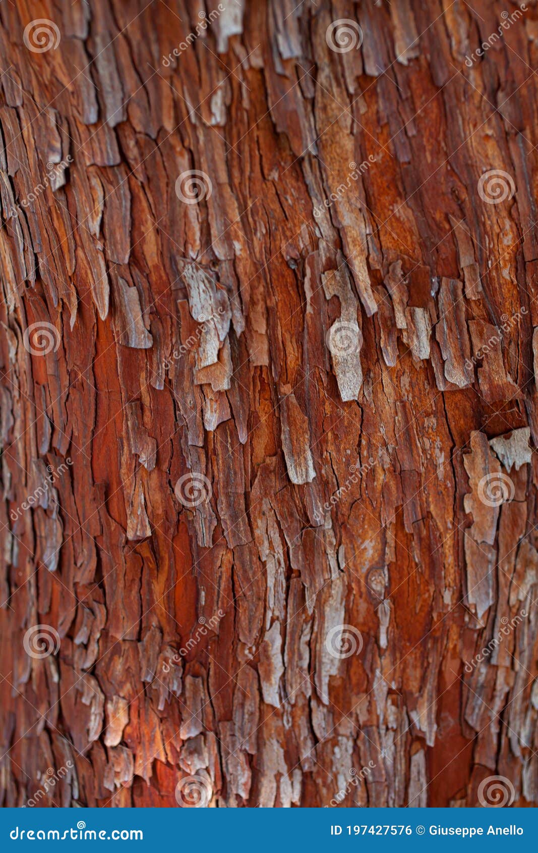Strawberry tree bark stock photo. Image of textured - 197427576