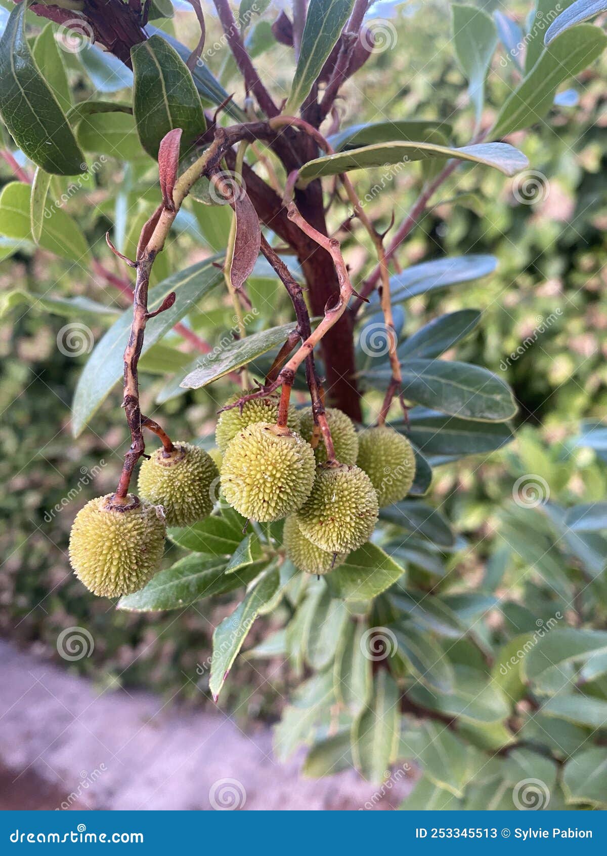 Strawberry Tree Bush with Small Arbutus Fruits Stock Image - Image of ...