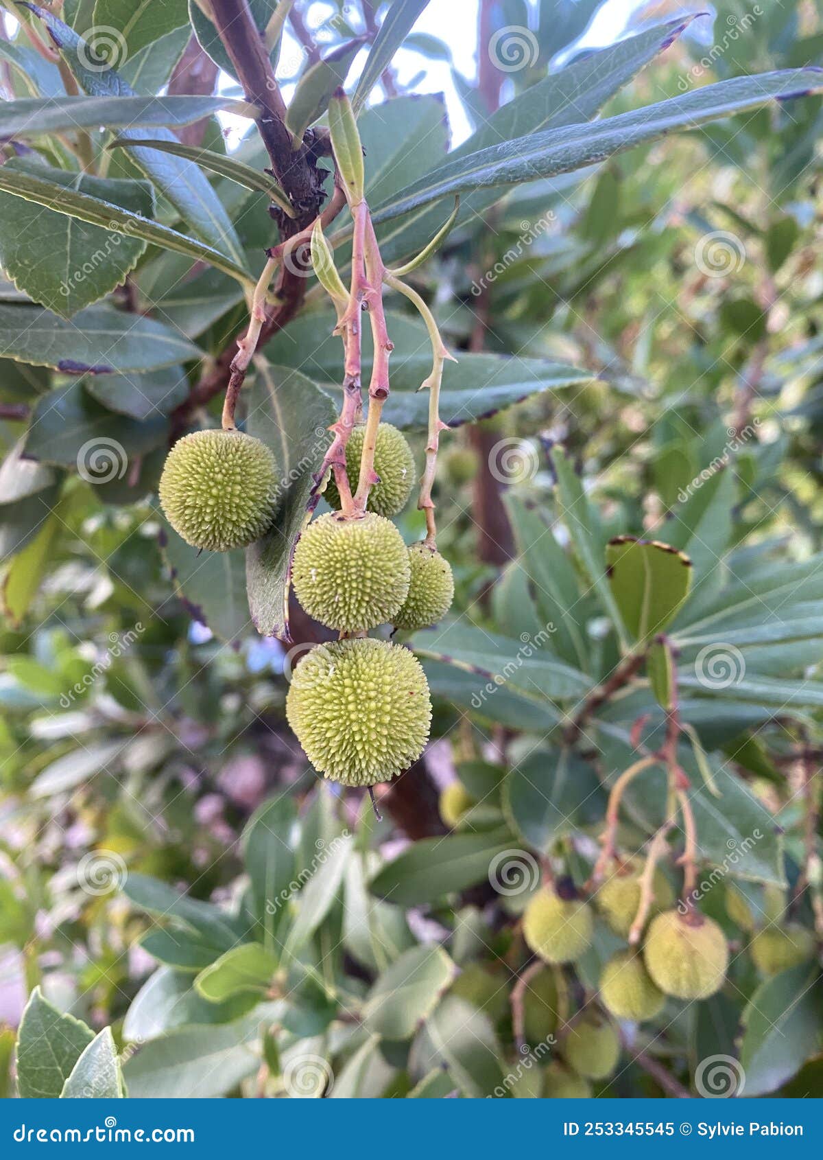 Strawberry Tree Bush with Small Arbutus Fruits Stock Image - Image of ...