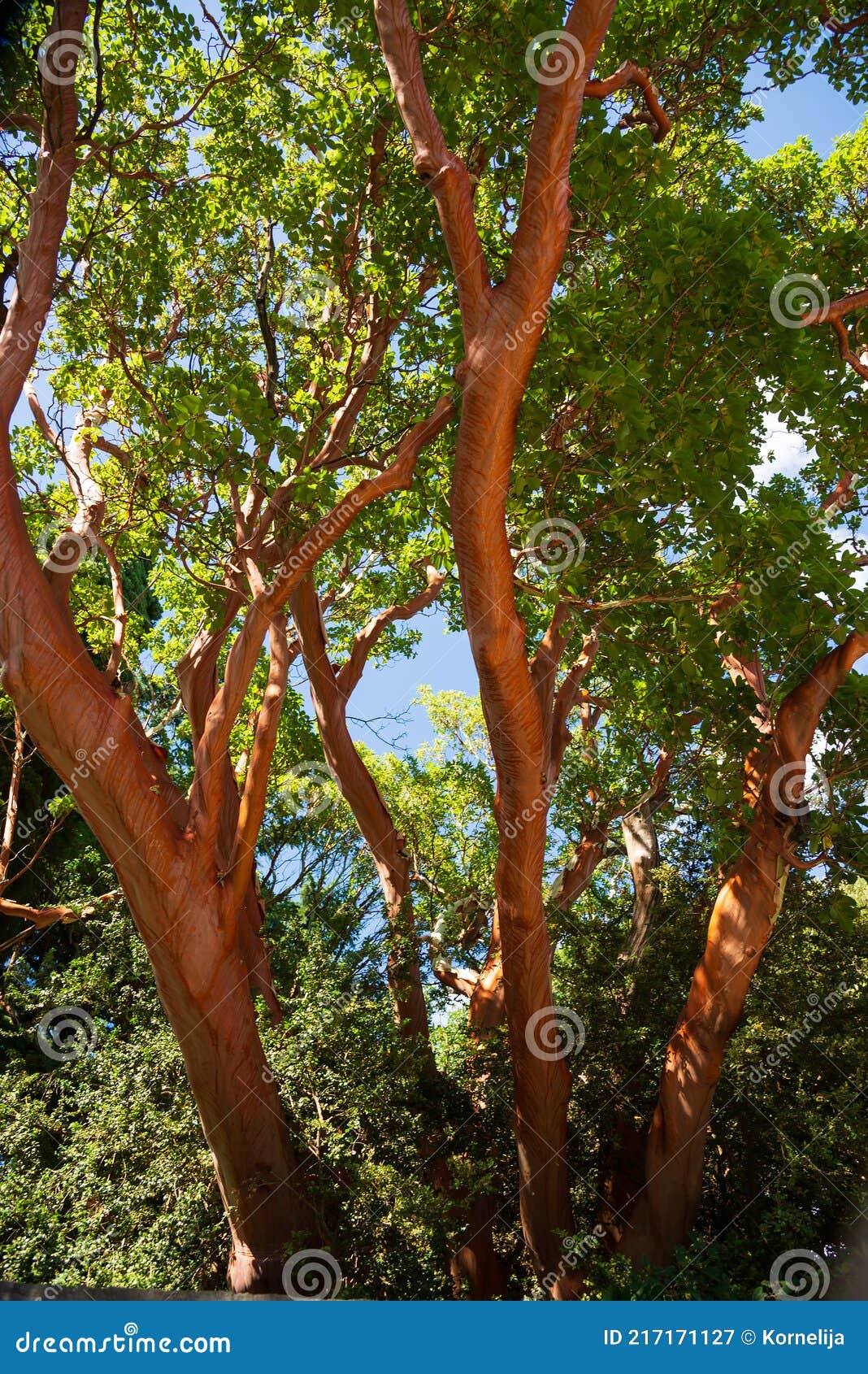 The Arbutus andrachne tree stock image. Image of nature - 217171127