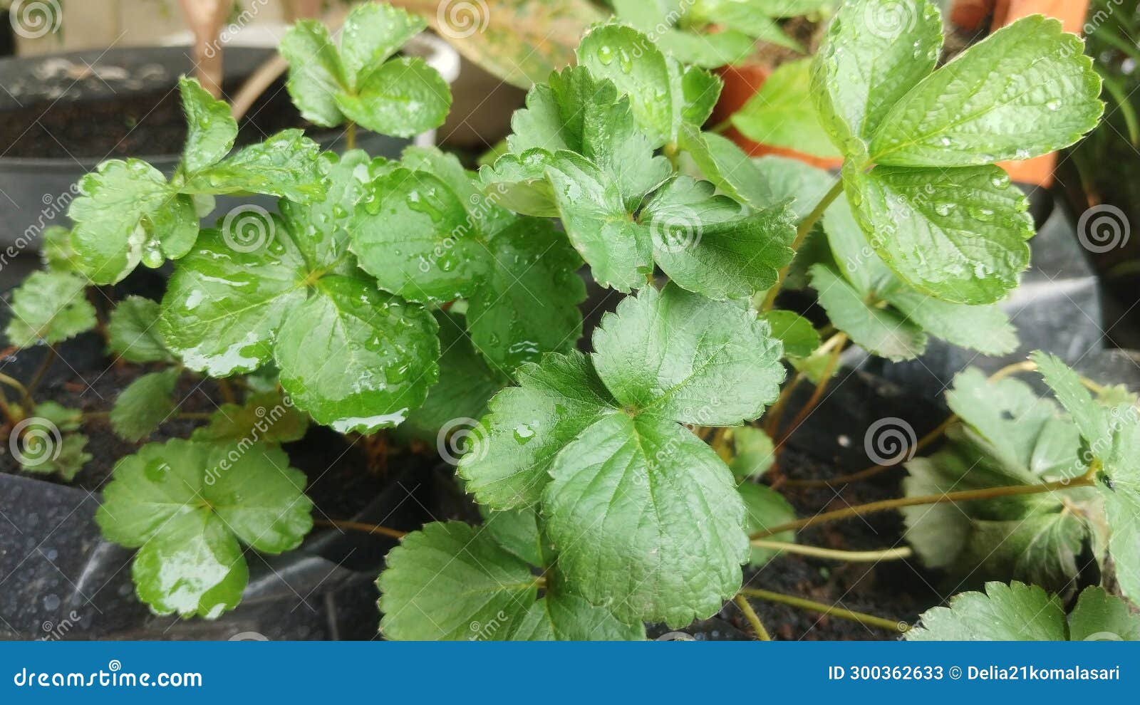 Strawberry Tree without Fruit in the Rainy Season Stock Image - Image ...