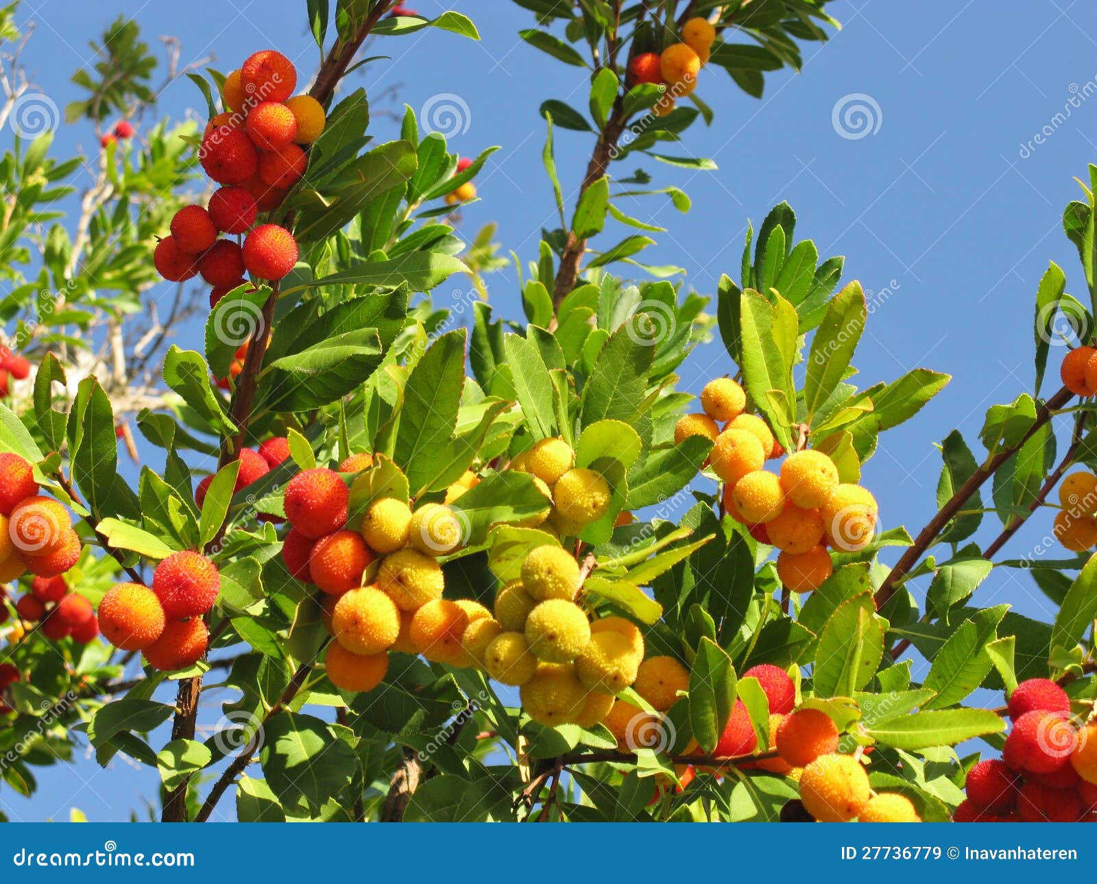 A Strawberry Tree with Mature Frui Stock Image - Image of sweet ...
