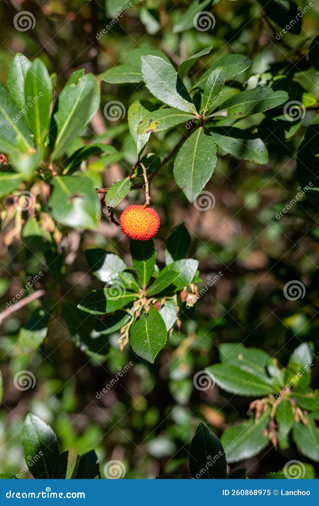 A Strawberry Tree with a Ripe Fruit in the Center Stock Image - Image ...