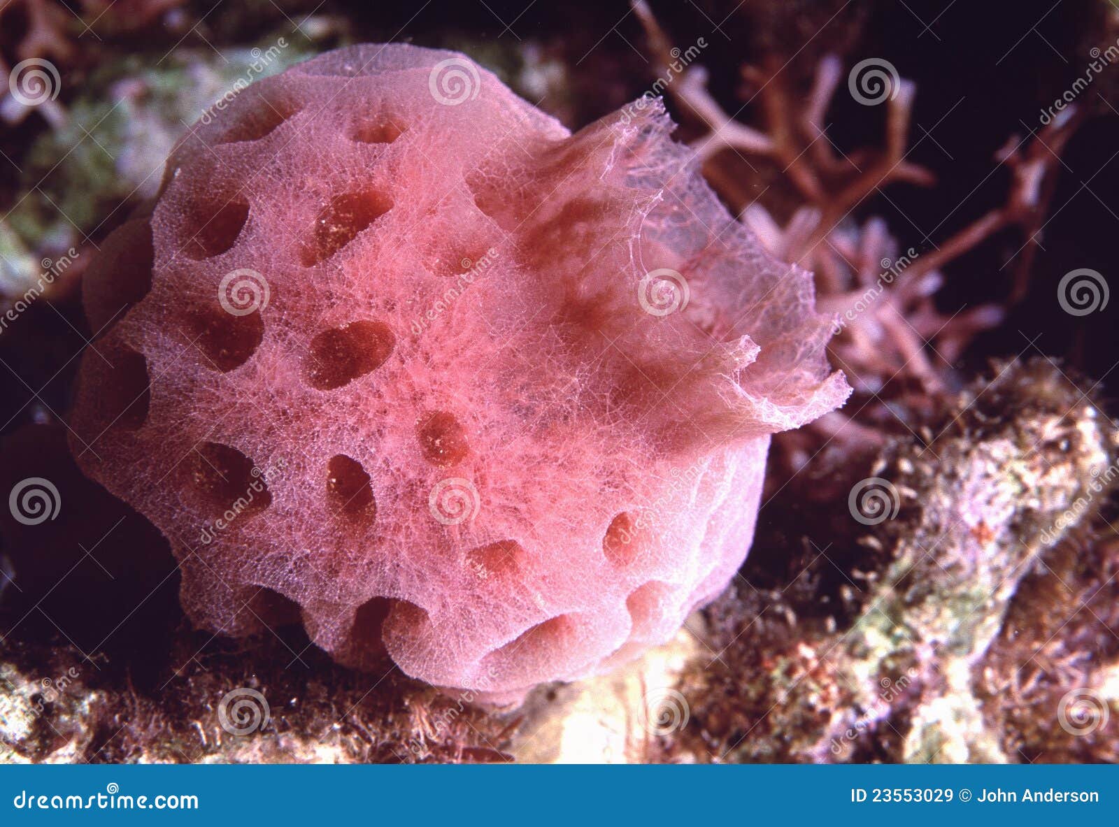 Strawberry Tunicate stock image. Image of marine, life - 23553029