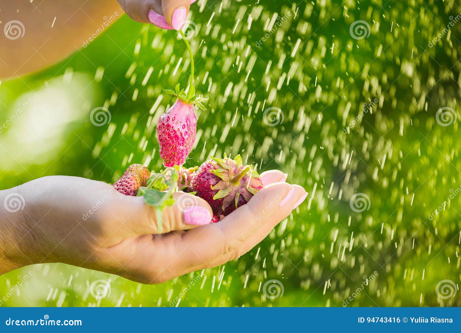 Strawberry Under the Drops of Rain.Strawberry Under the Drops of Rain ...