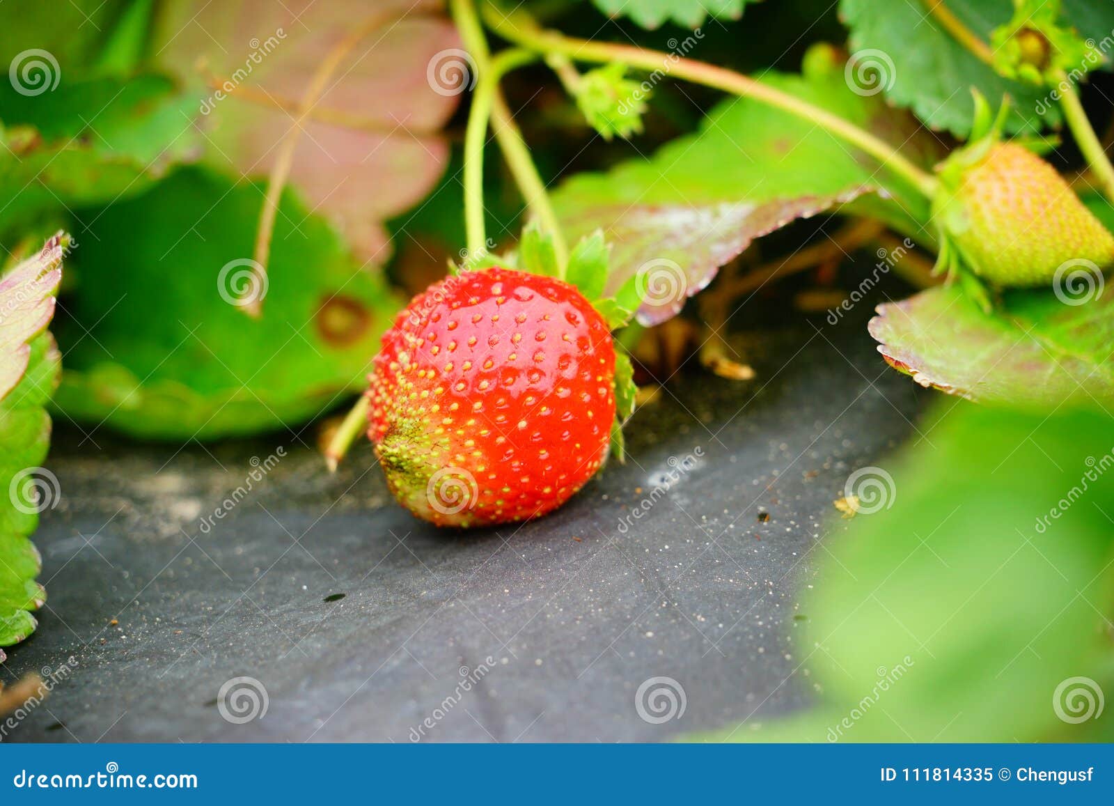 Strawberry on the vine stock image. Image of backyard - 111814335