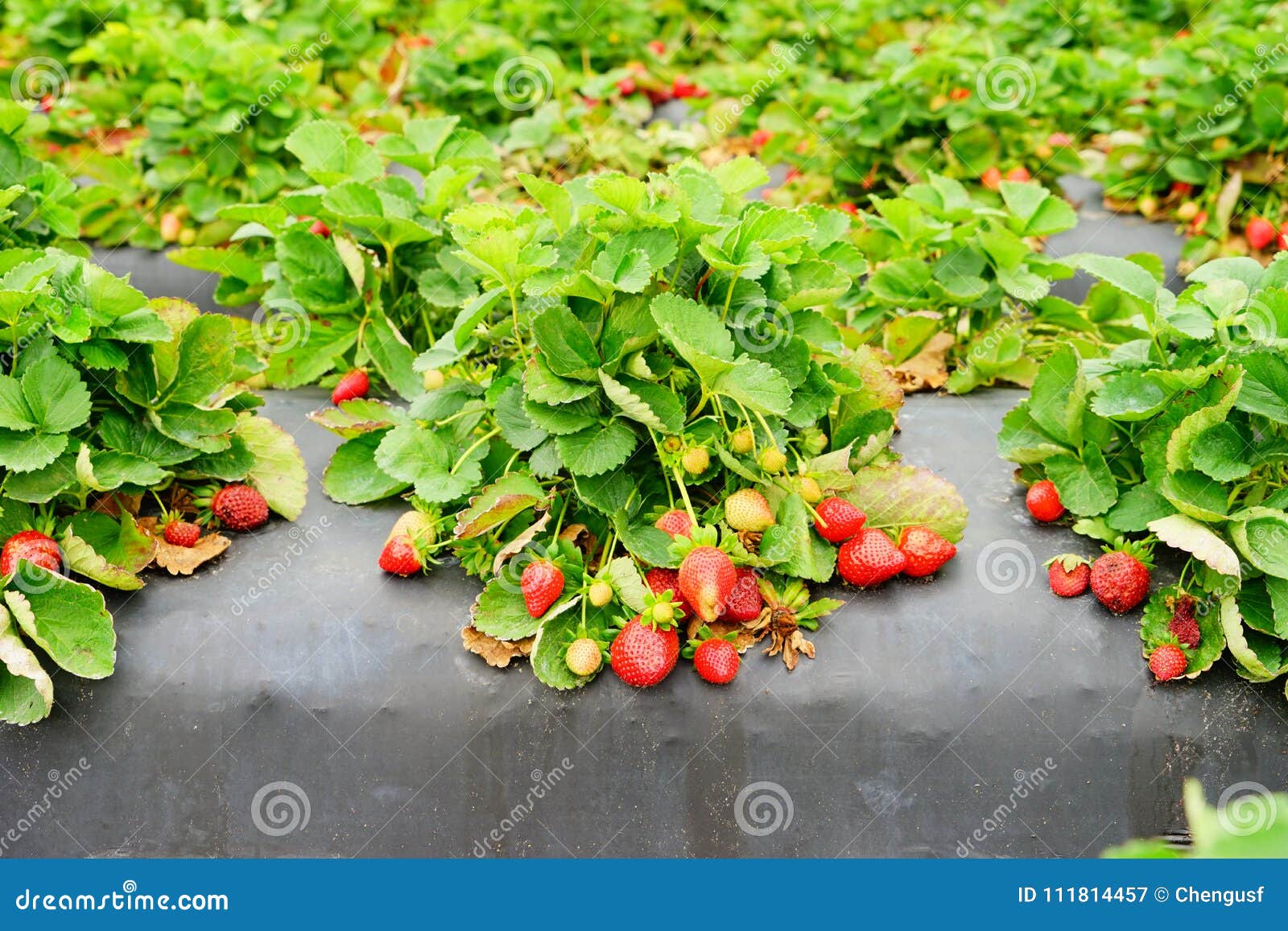 Strawberry on the vine stock image. Image of field, florida - 111814457