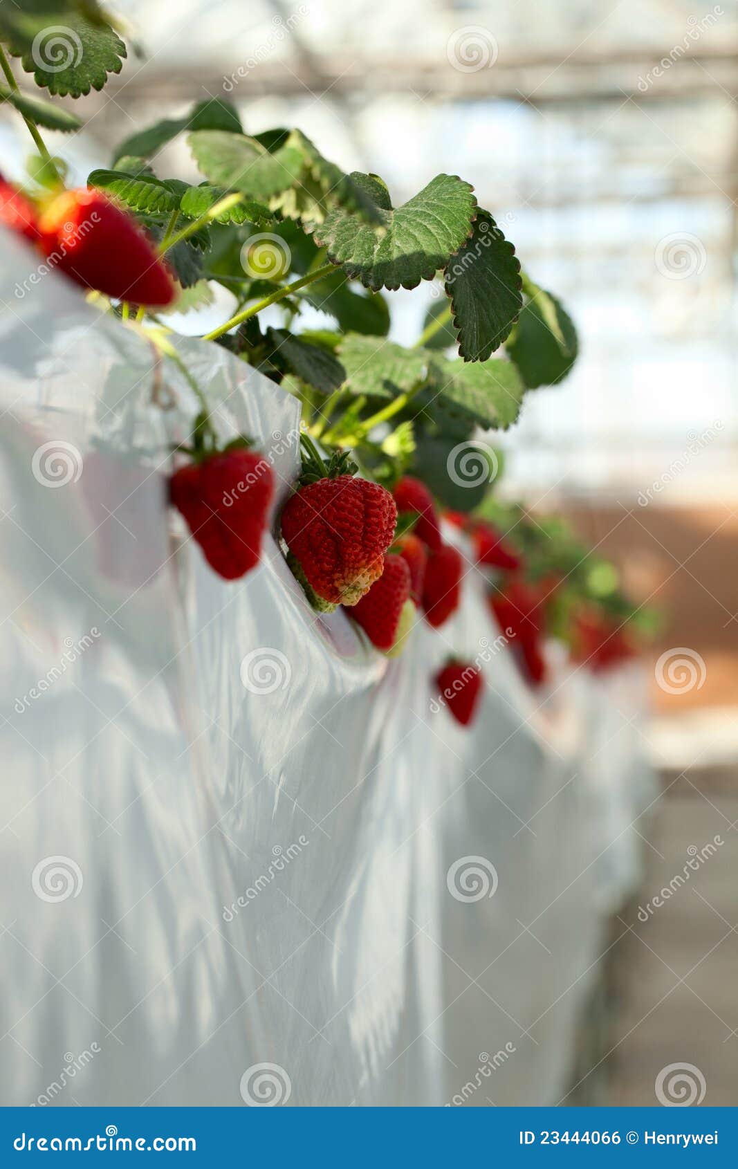 Strawberry wall stock photo. Image of summer, healthy - 23444066