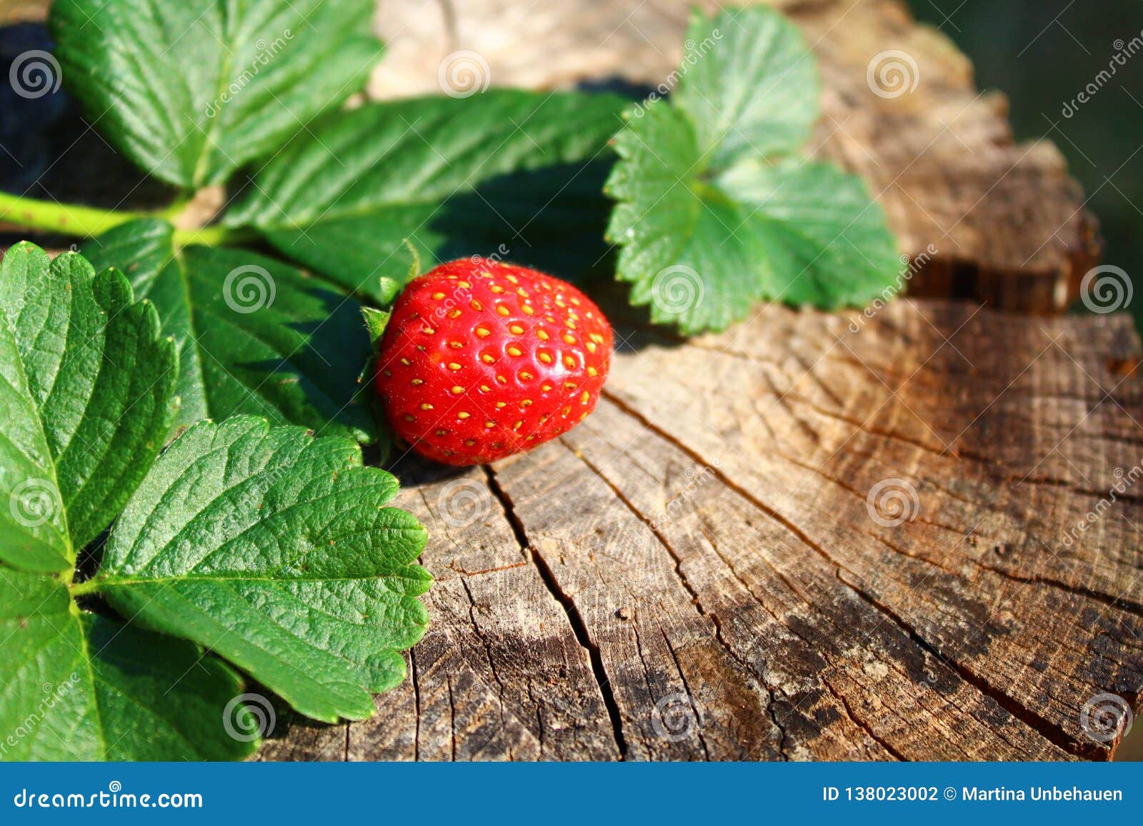 Strawberry on a Weathered Tree Trunk Stock Photo - Image of berries ...