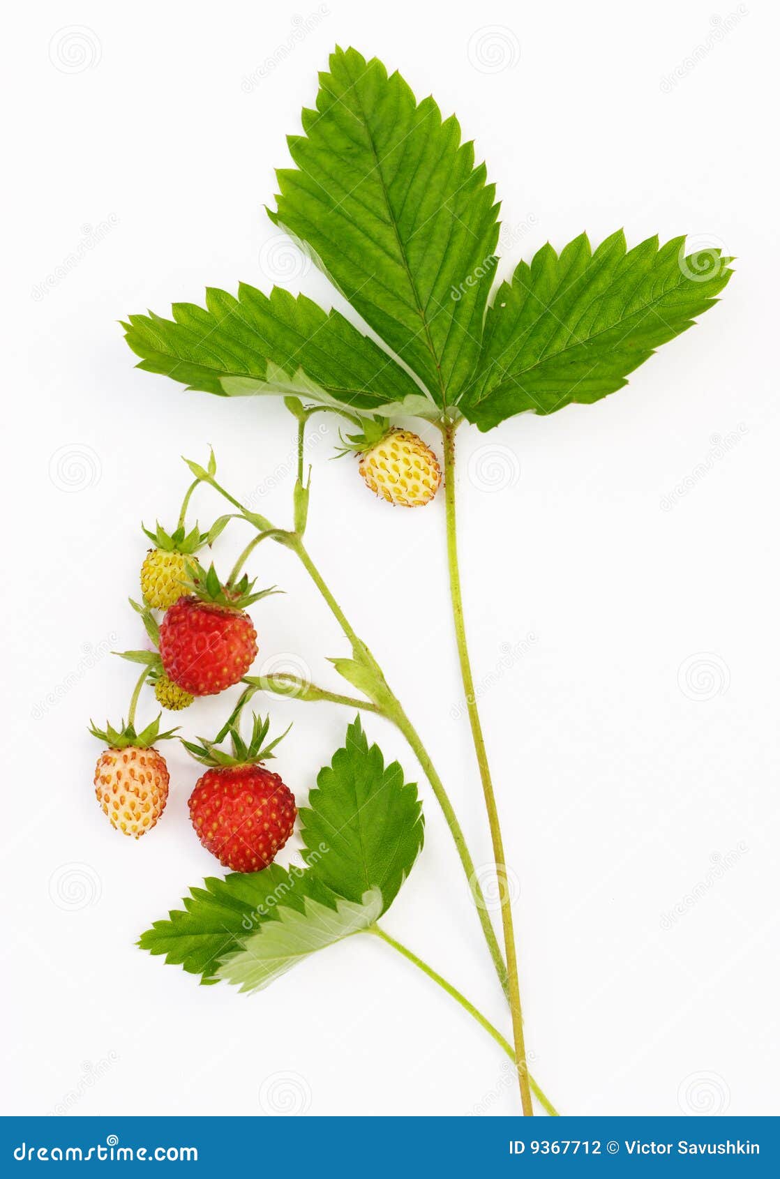 Strawberry on White Background Stock Photo - Image of herbarium, color ...