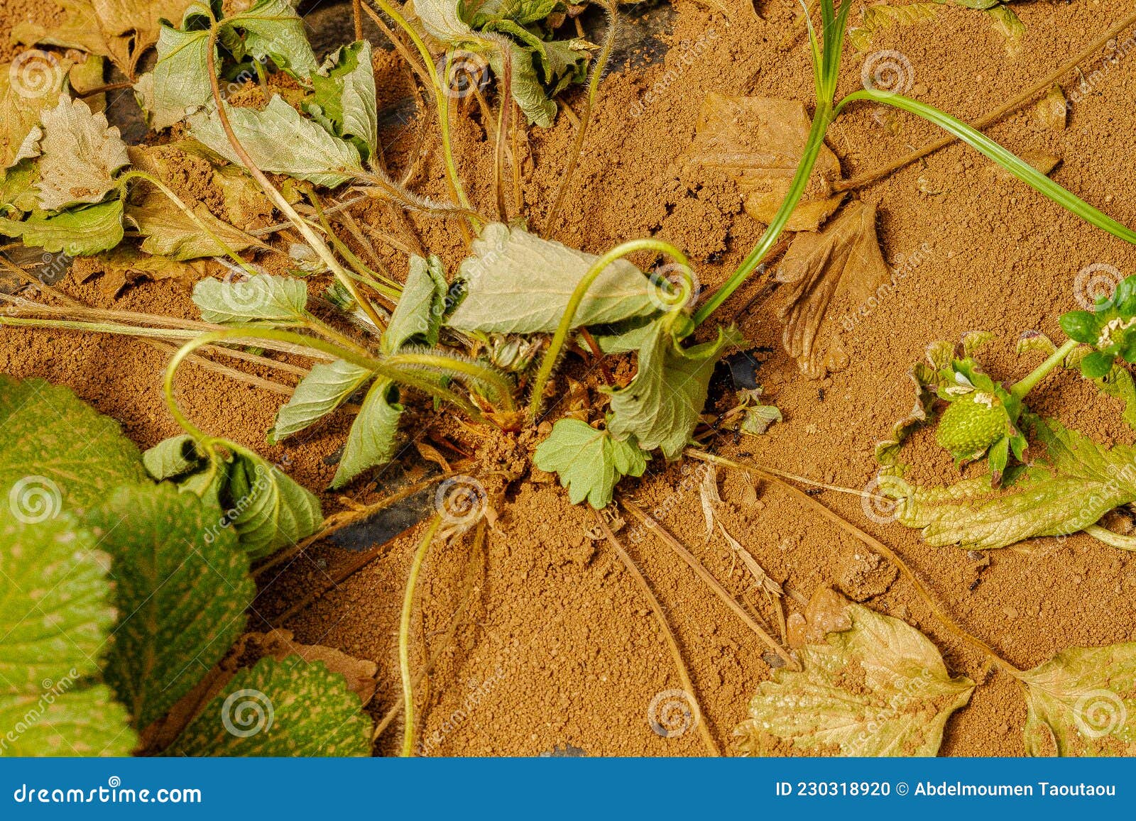Strawberry wilt stock photo. Image of health, fungi - 230318920