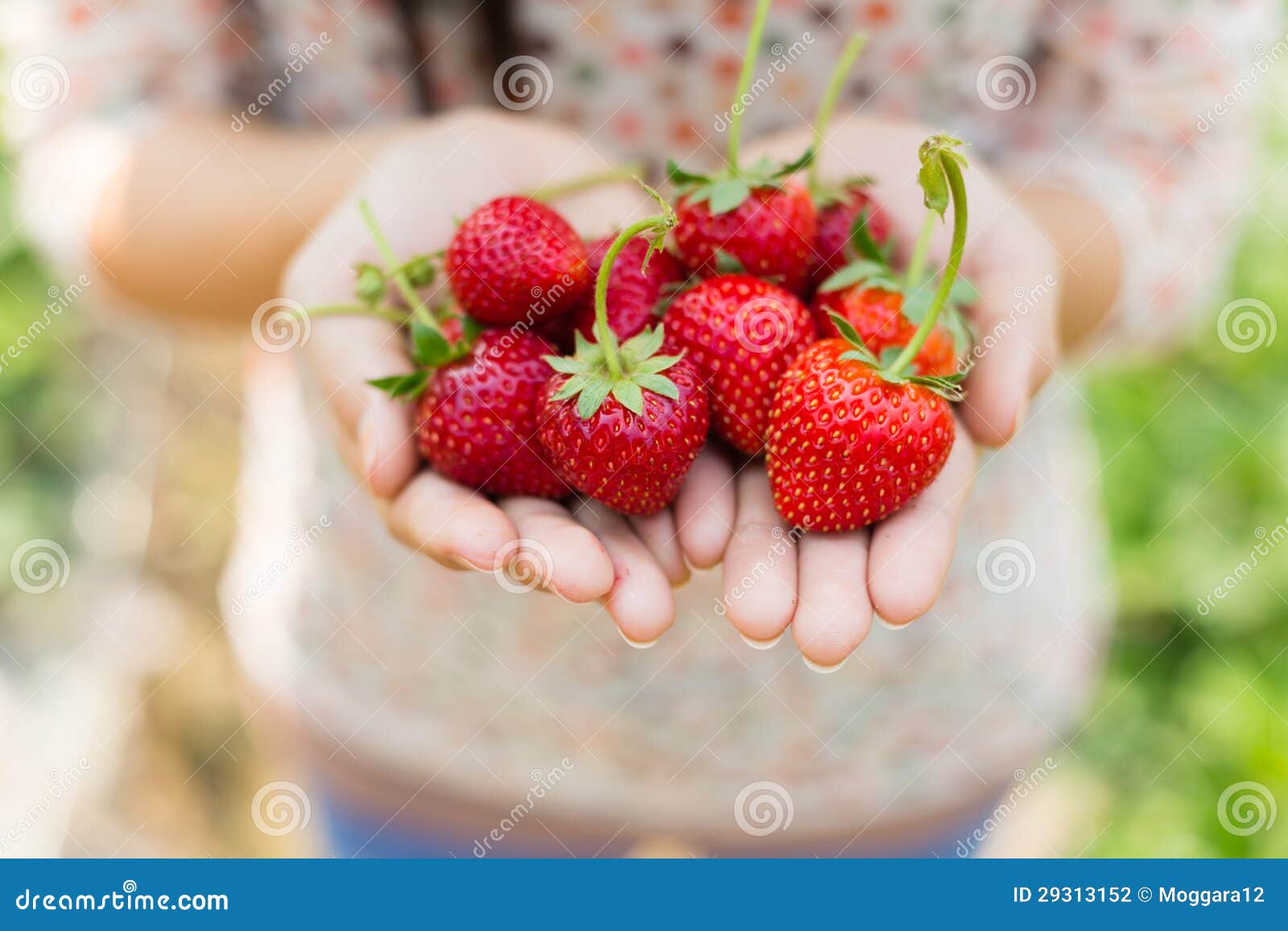 Strawberry on woman hands stock photo. Image of fresh - 29313152
