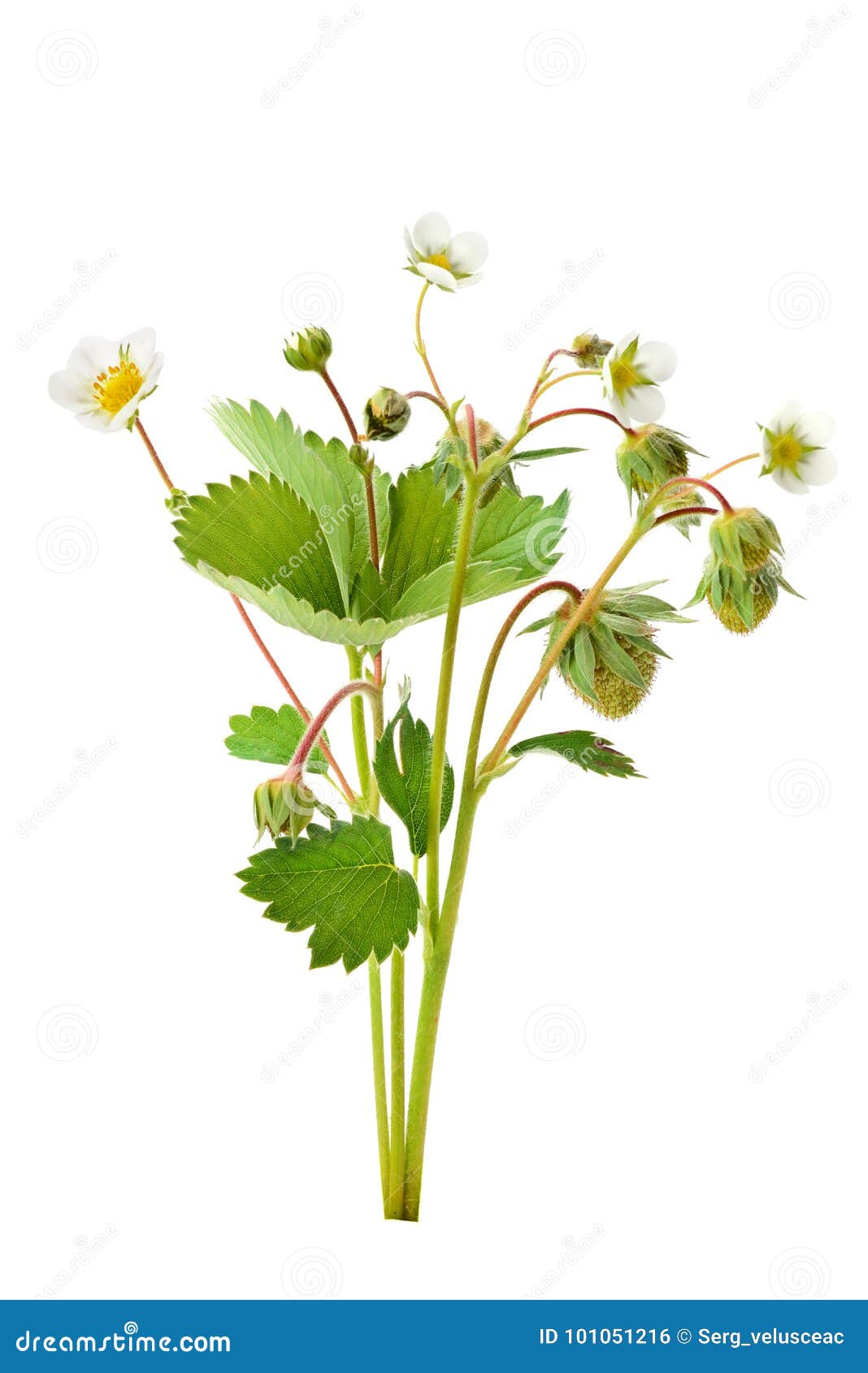 Strawberry and Young Berries Isolated on White Stock Photo - Image of ...