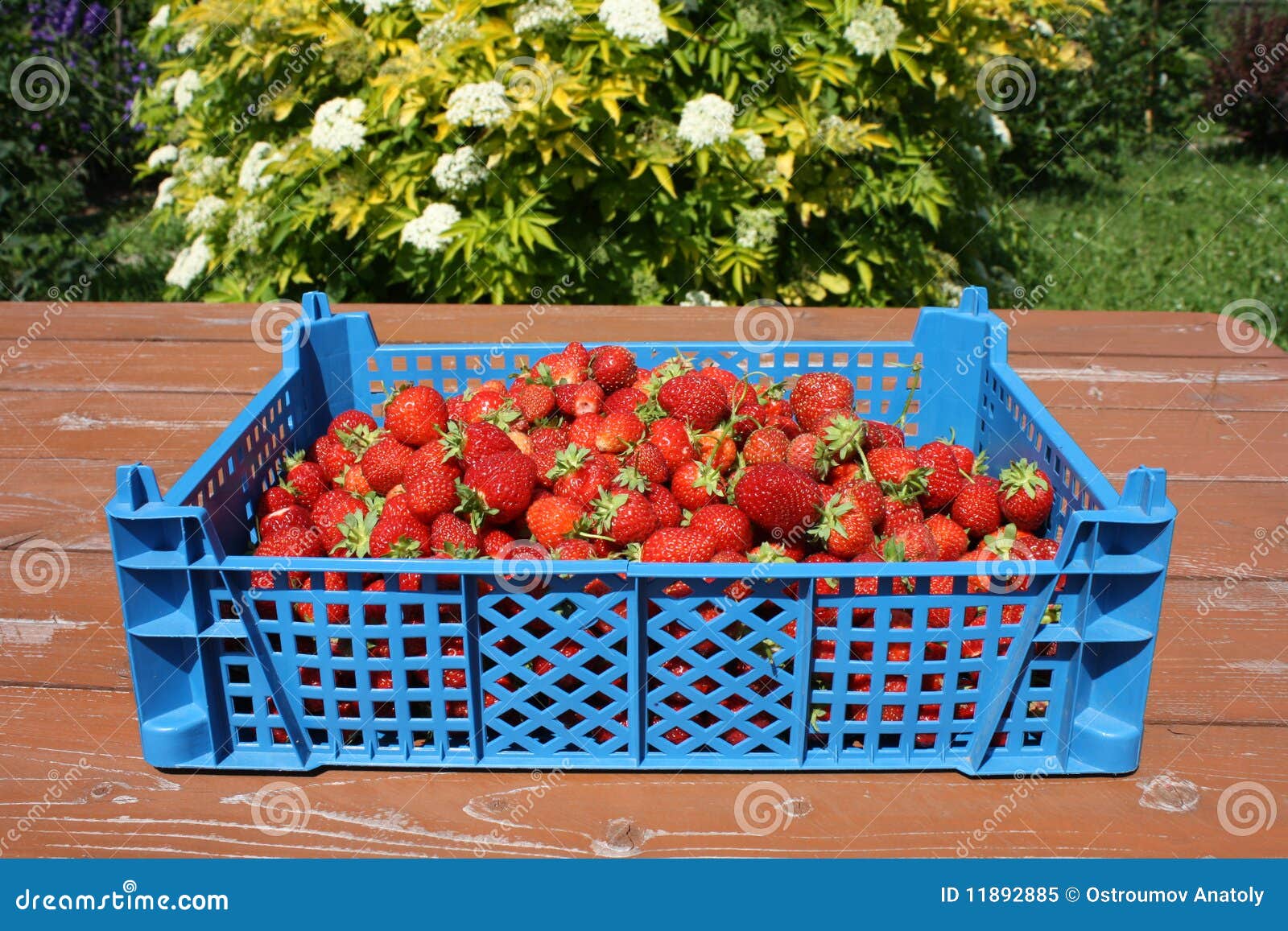 Strawberryes in a Blue Box on a Table Stock Image - Image of crop, wild ...