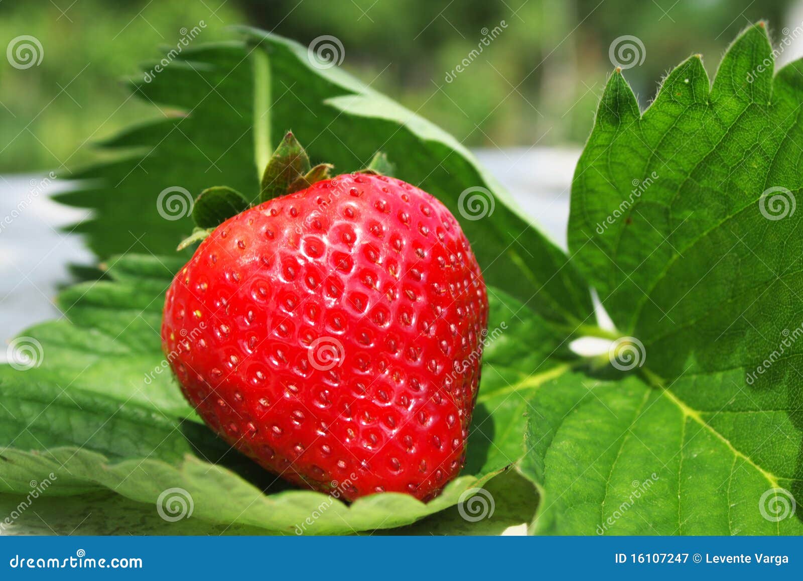 Strawbery. stock image. Image of life, fruit, berry, ripe - 16107247
