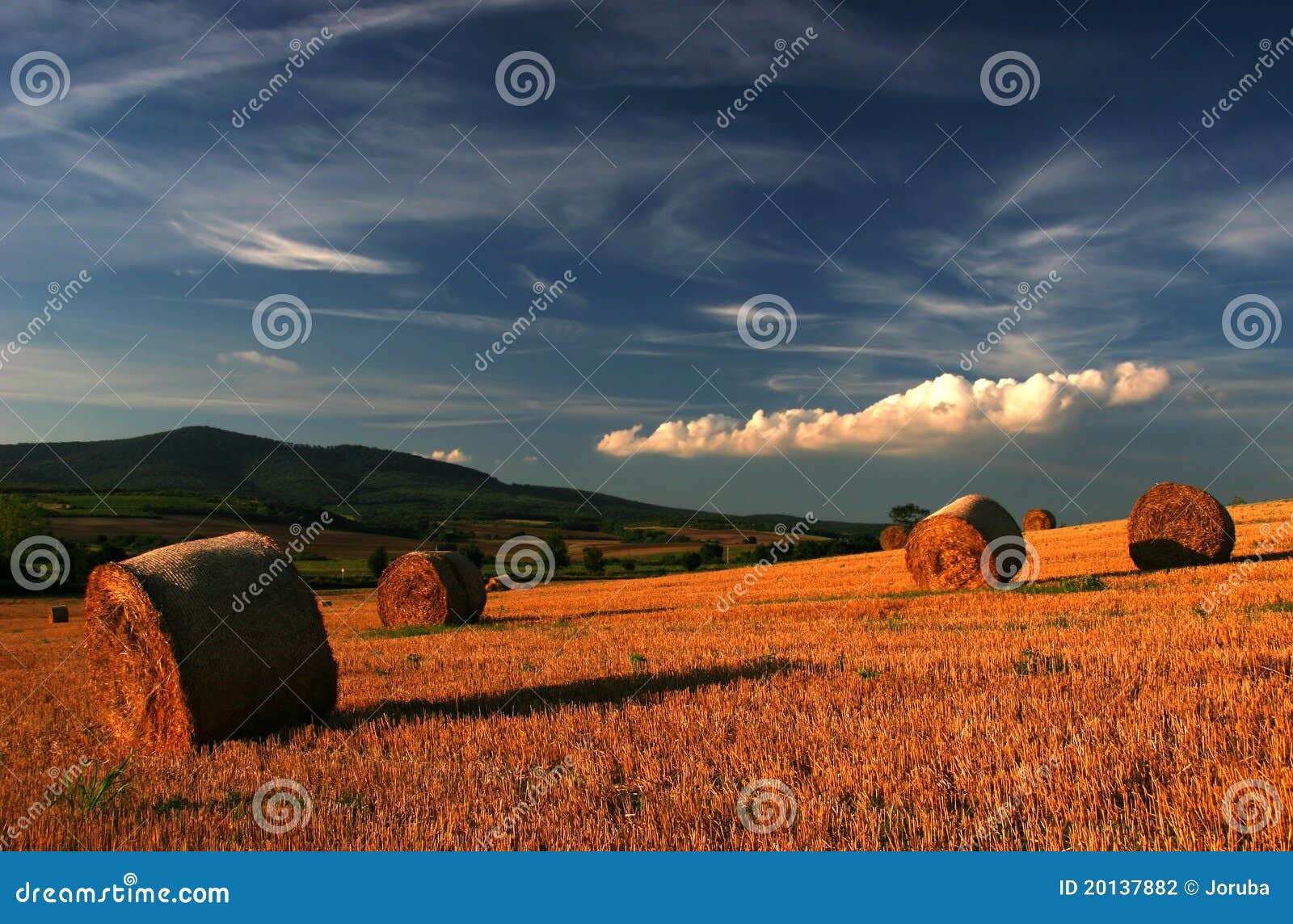 Strawfield stock photo. Image of food, reap, corn, cereal - 20137882