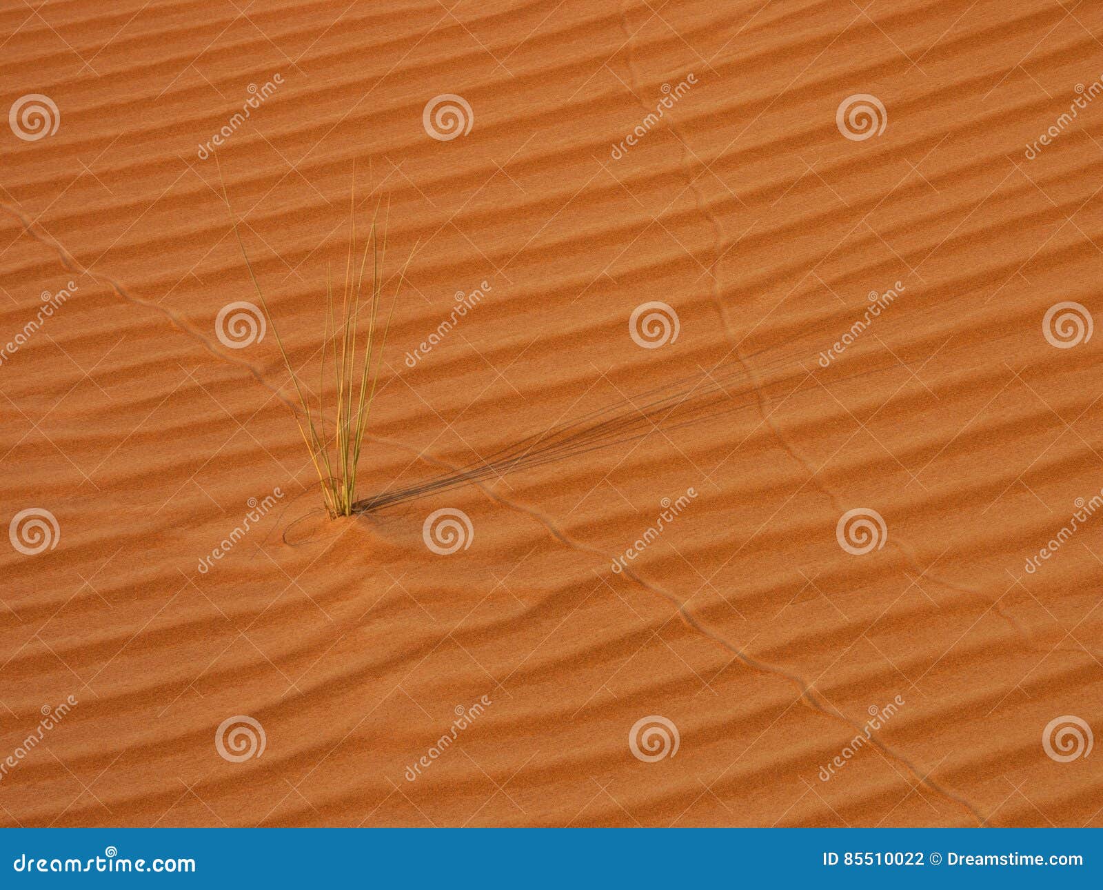 Straws of grass in desert stock photo. Image of vegetation - 85510022