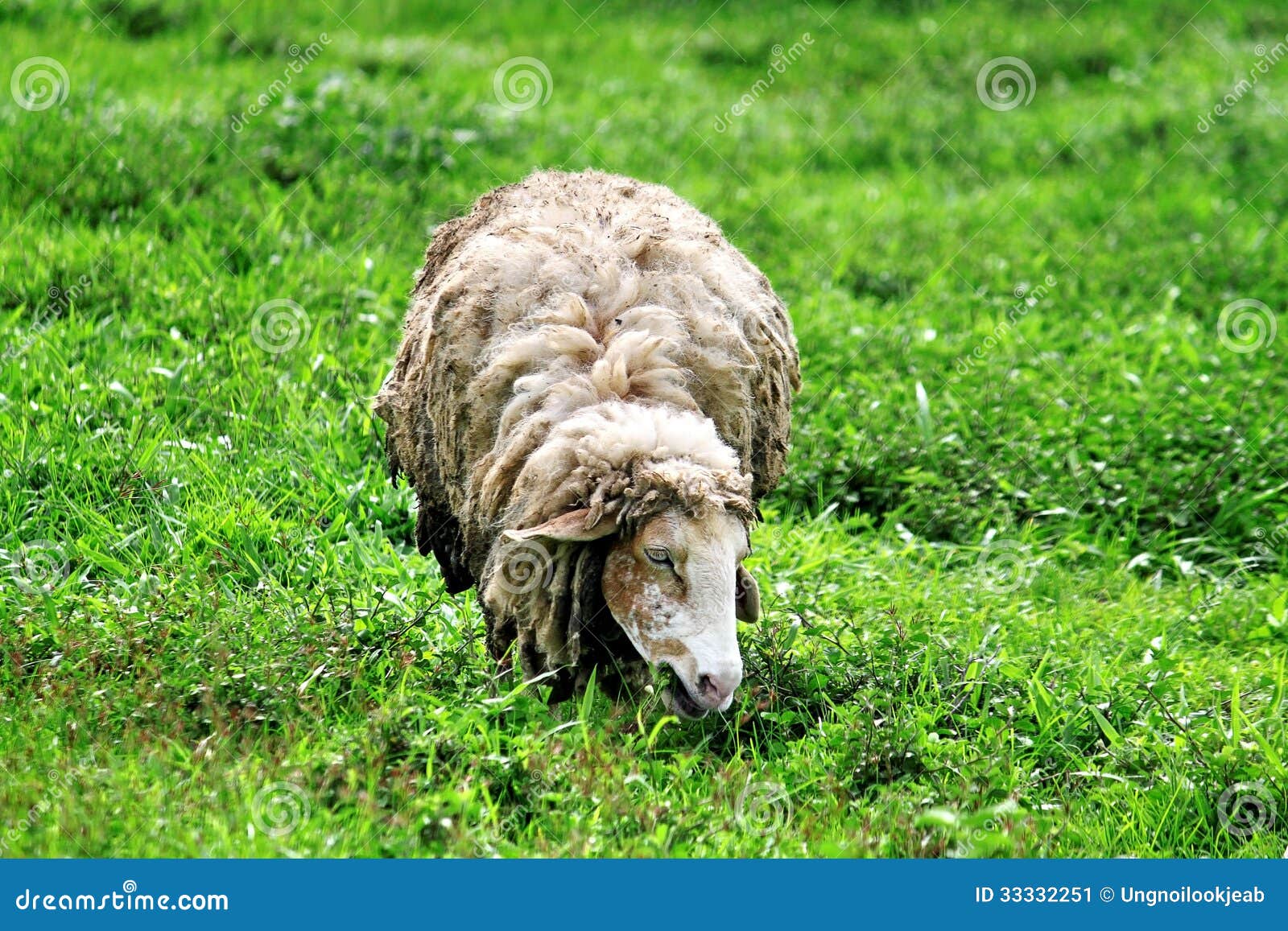 Stray alone sheep stock image. Image of glade, herd, green - 33332251