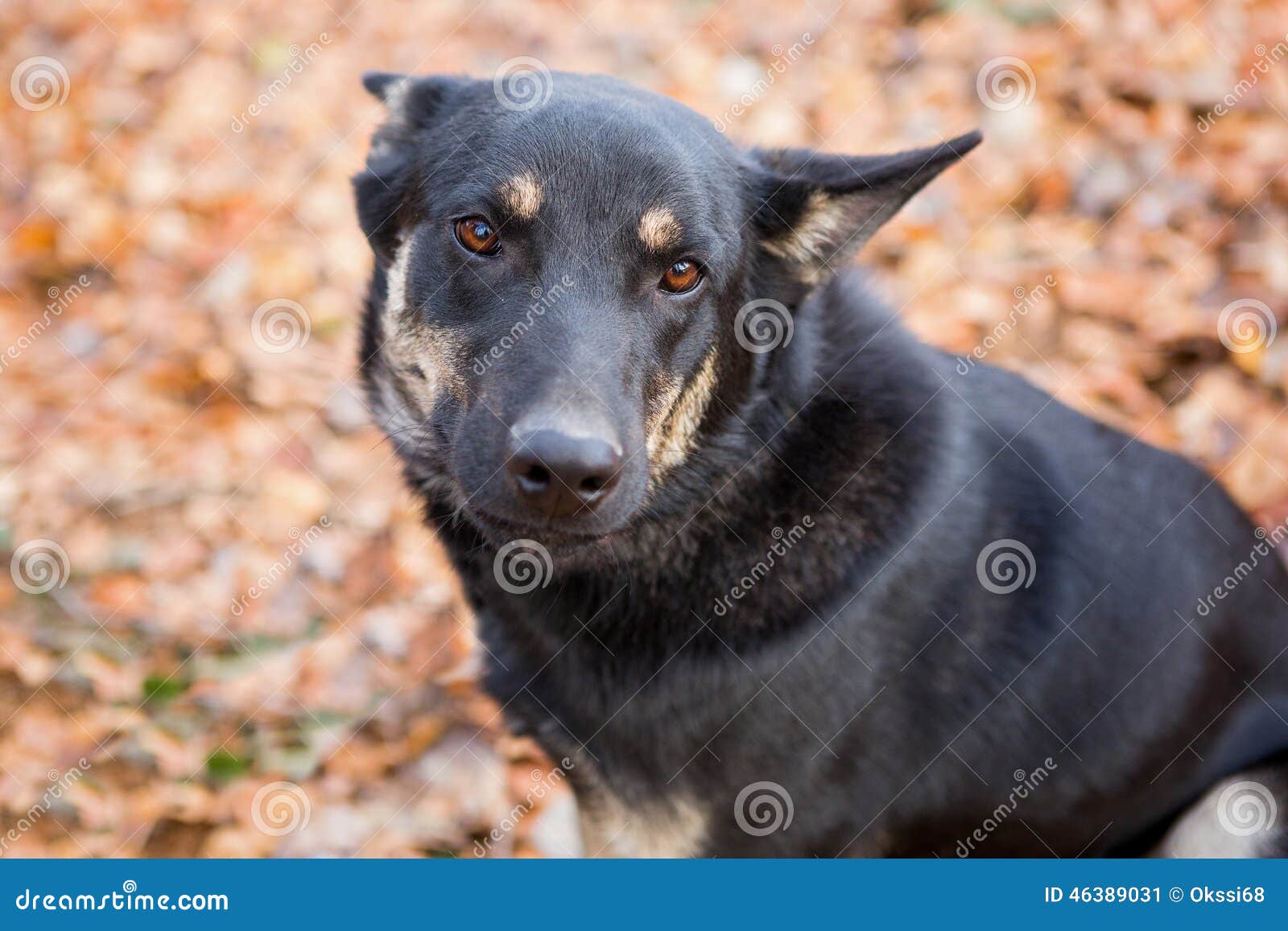 Stray big dog stock image. Image of autumn, park, sadness - 46389031