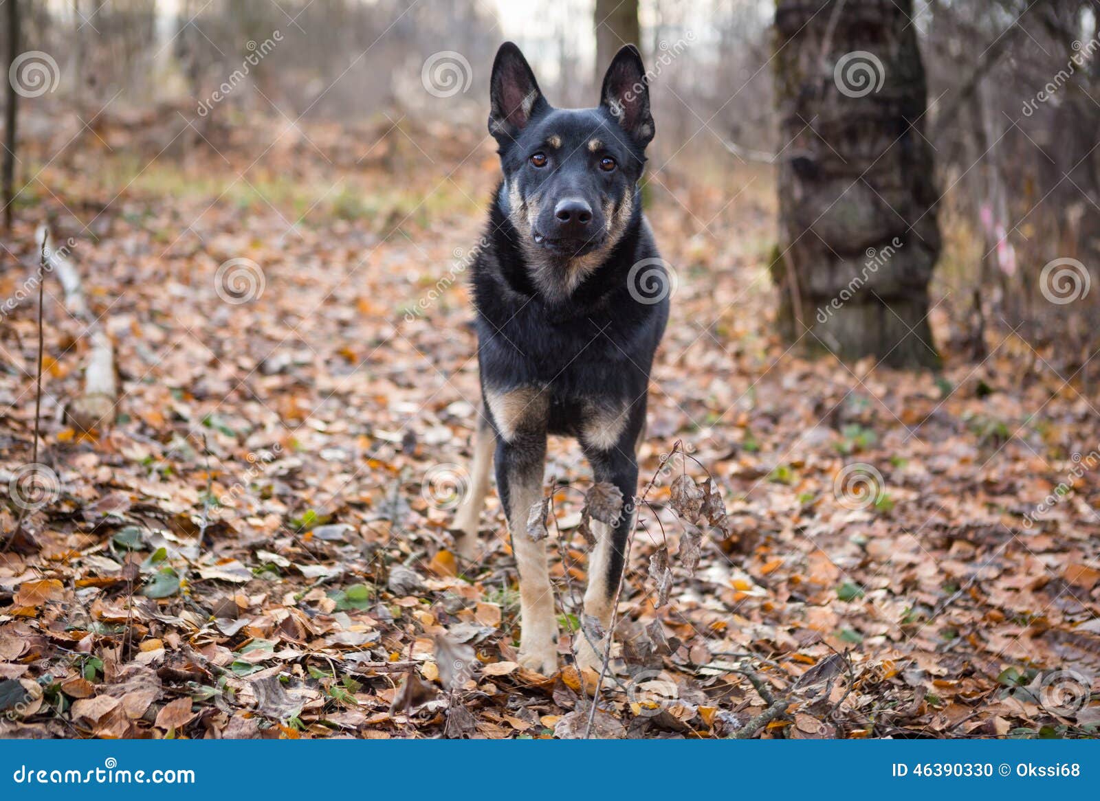 Stray big dog stock photo. Image of autumn, brown, help - 46390330