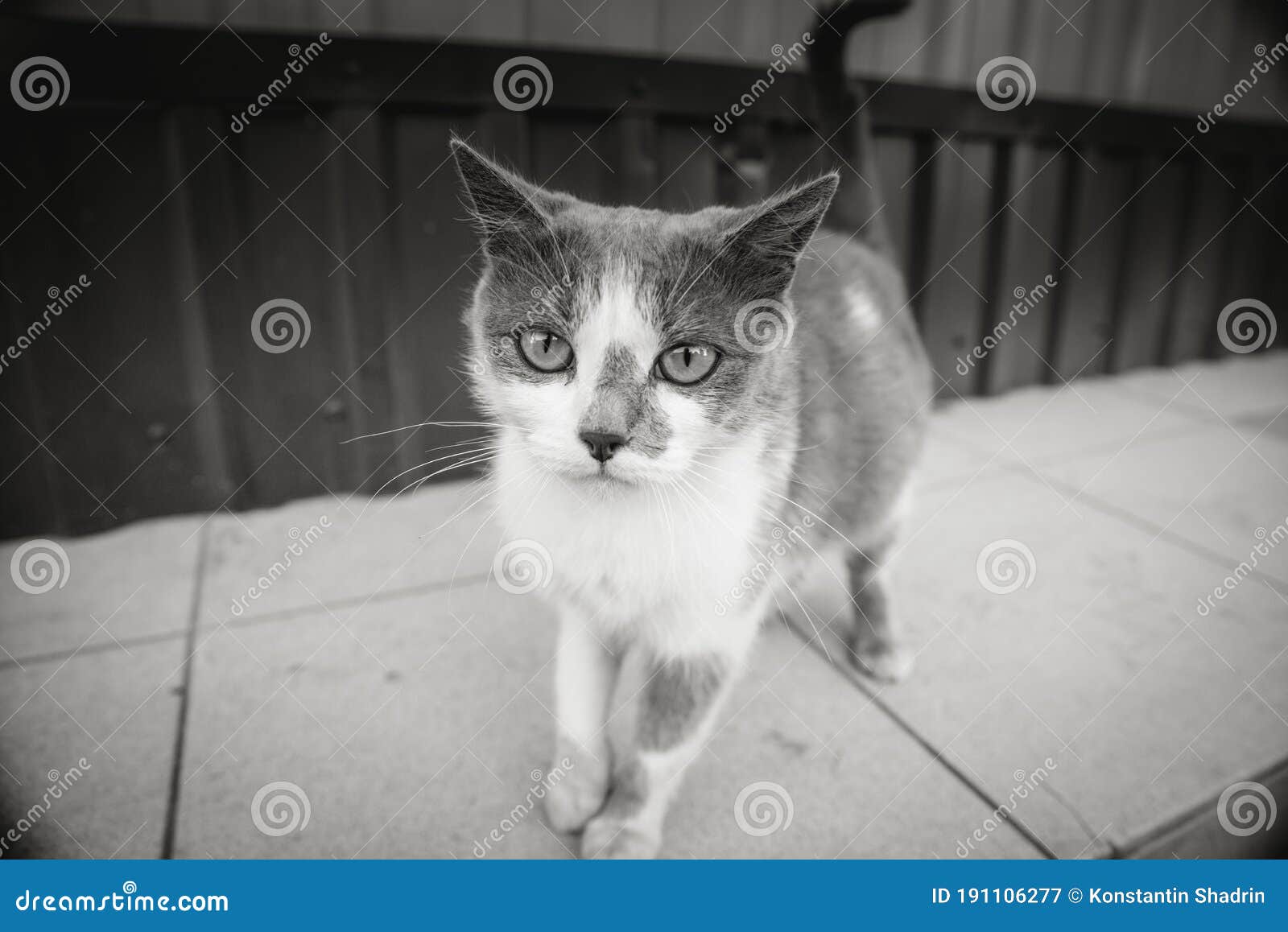 Stray Cat. stock image. Image of poverty, animal, houseless - 191106277