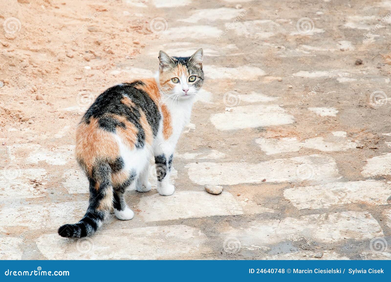 Stray cat stock photo. Image of tabby, feline, homeless - 24640748