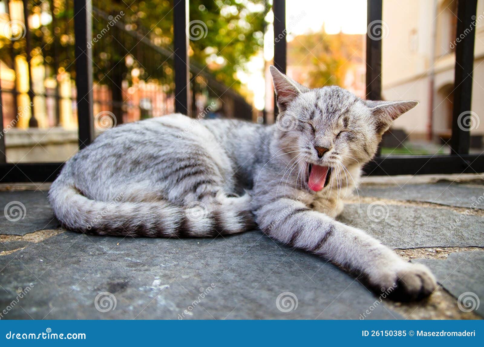 Stray cat stock image. Image of park, yawning, furry - 26150385