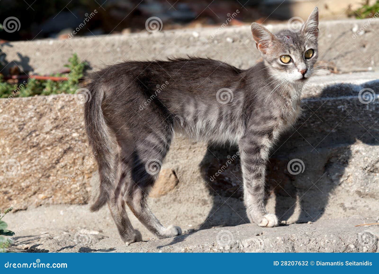 Stray cat stock photo. Image of outdoors, feline, mammal - 28207632