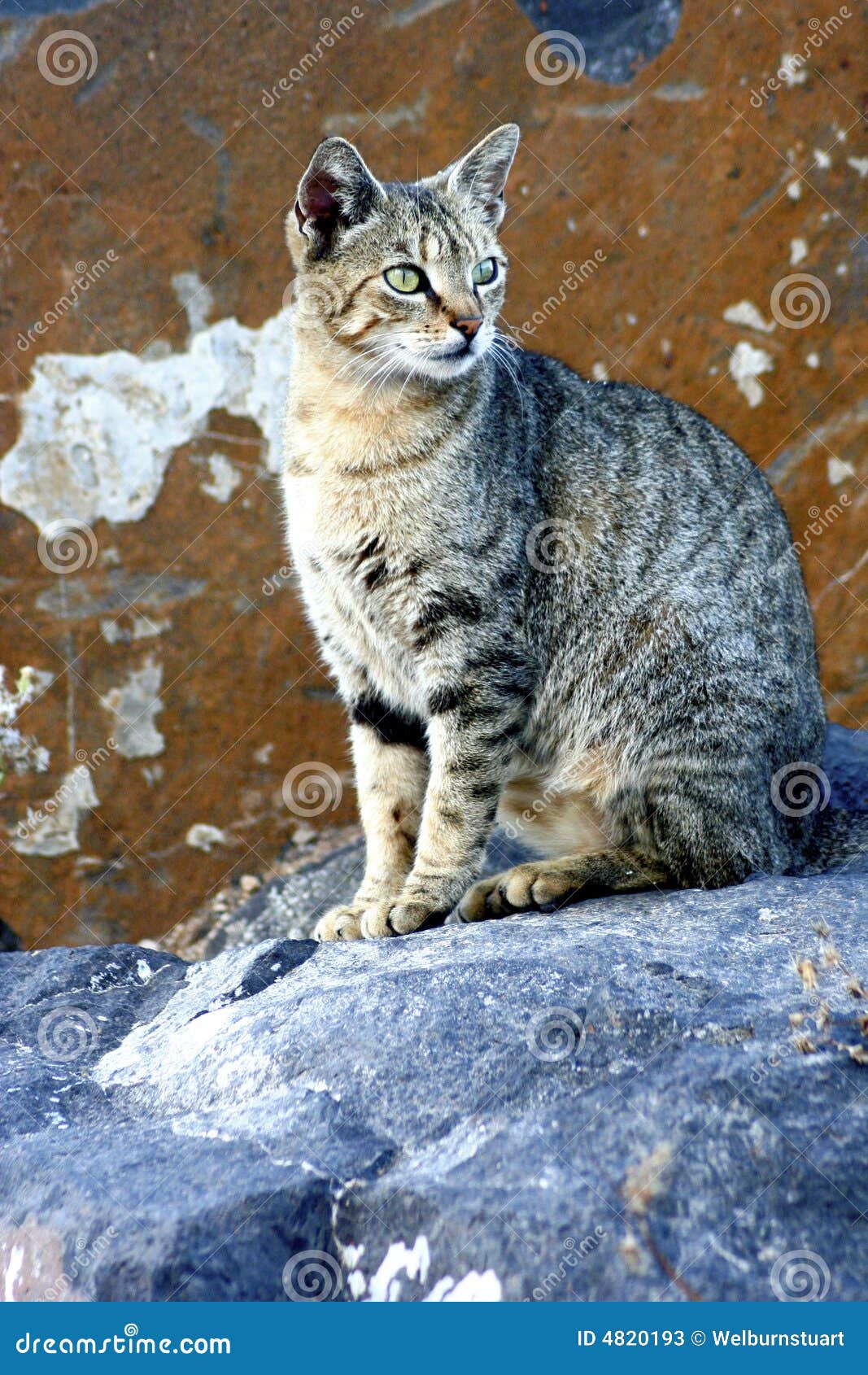 STRAY CAT stock image. Image of wild, staring, alert, puss - 4820193