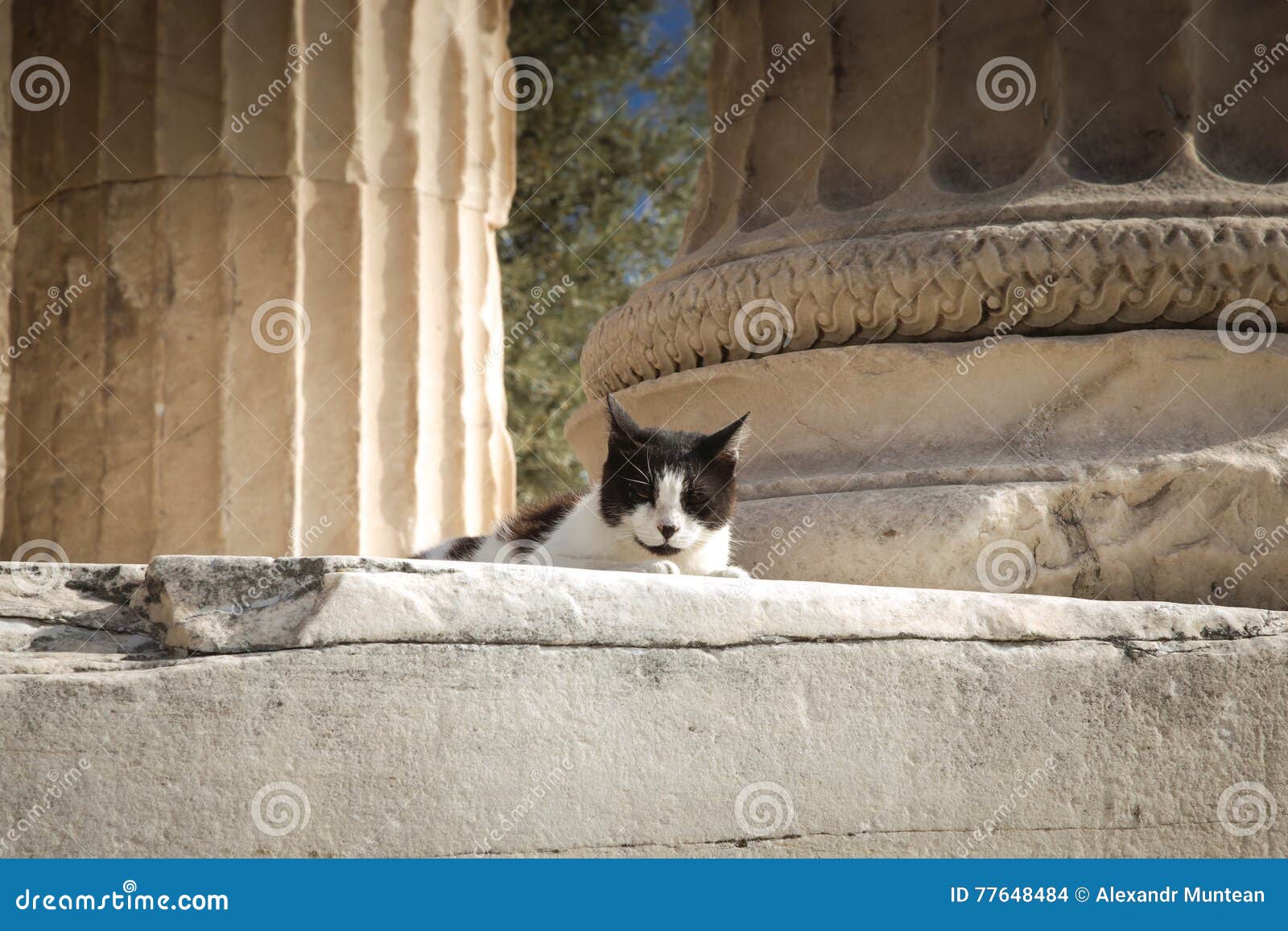 Stray cat in Acropolis stock photo. Image of fence, acropolis - 77648484