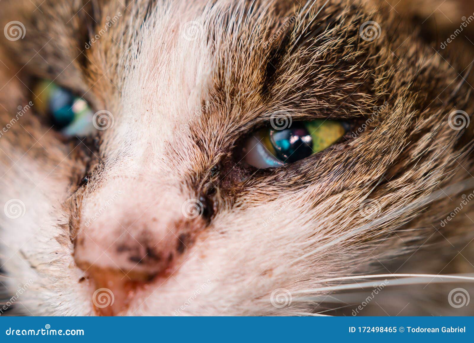 Stray Cat with Conjunctivitis and Rhinitis Stock Image - Image of ...