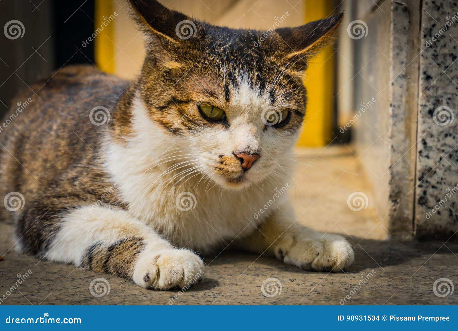 Stray Cat Crouch Close Up in Sunshine Stock Photo - Image of sunshine ...