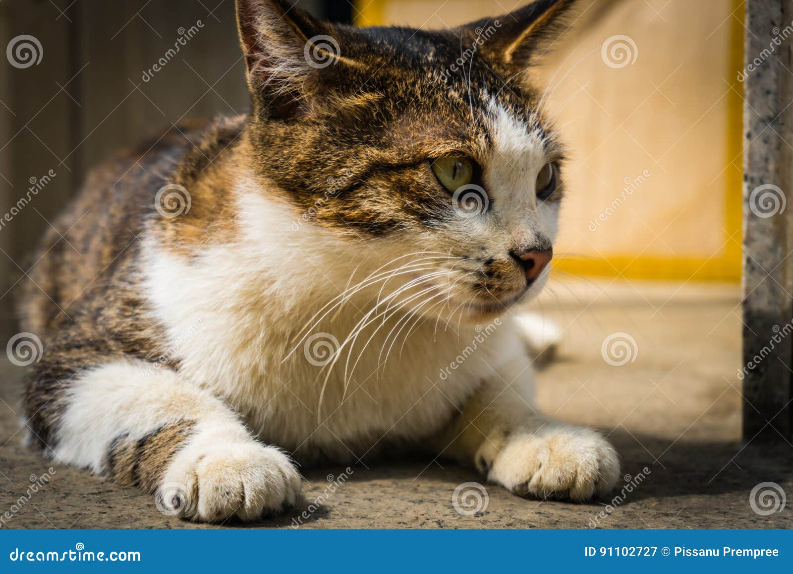 Stray cat crouch close up stock image. Image of hair - 91102727