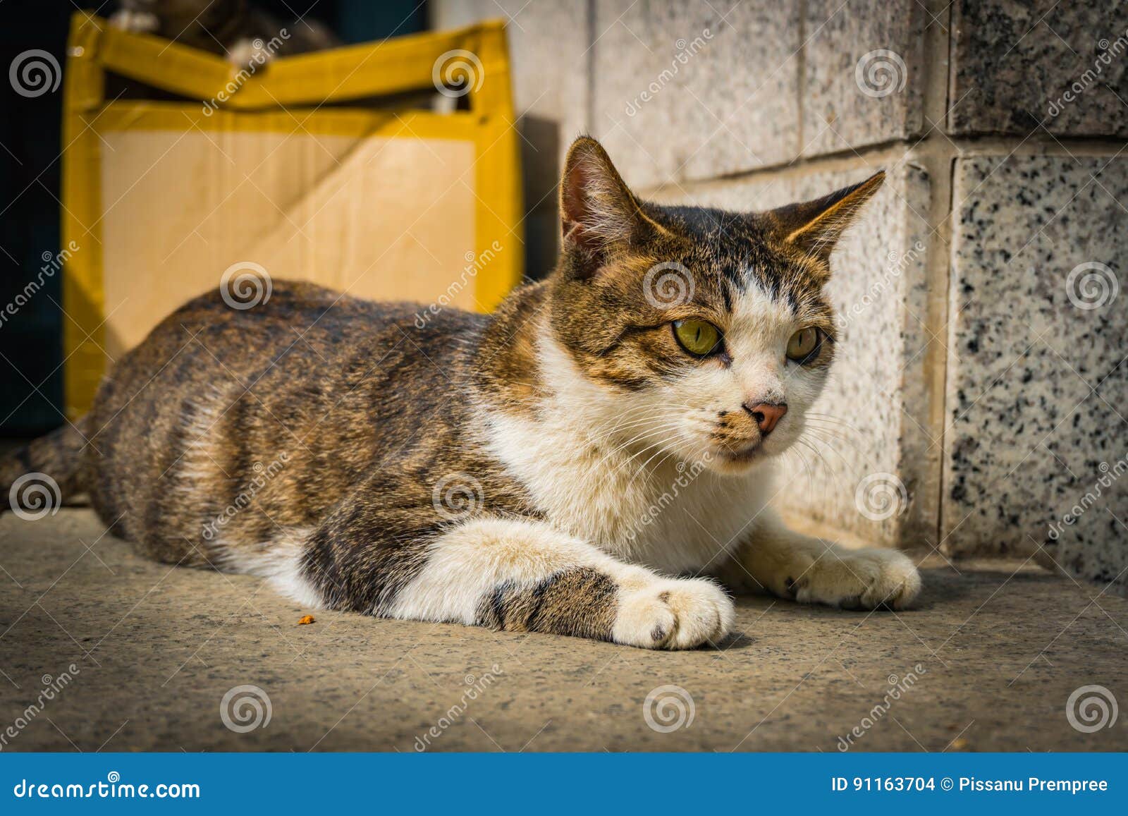 Stray Cat Crouch Close Up in Sunshine Stock Photo - Image of crouch ...