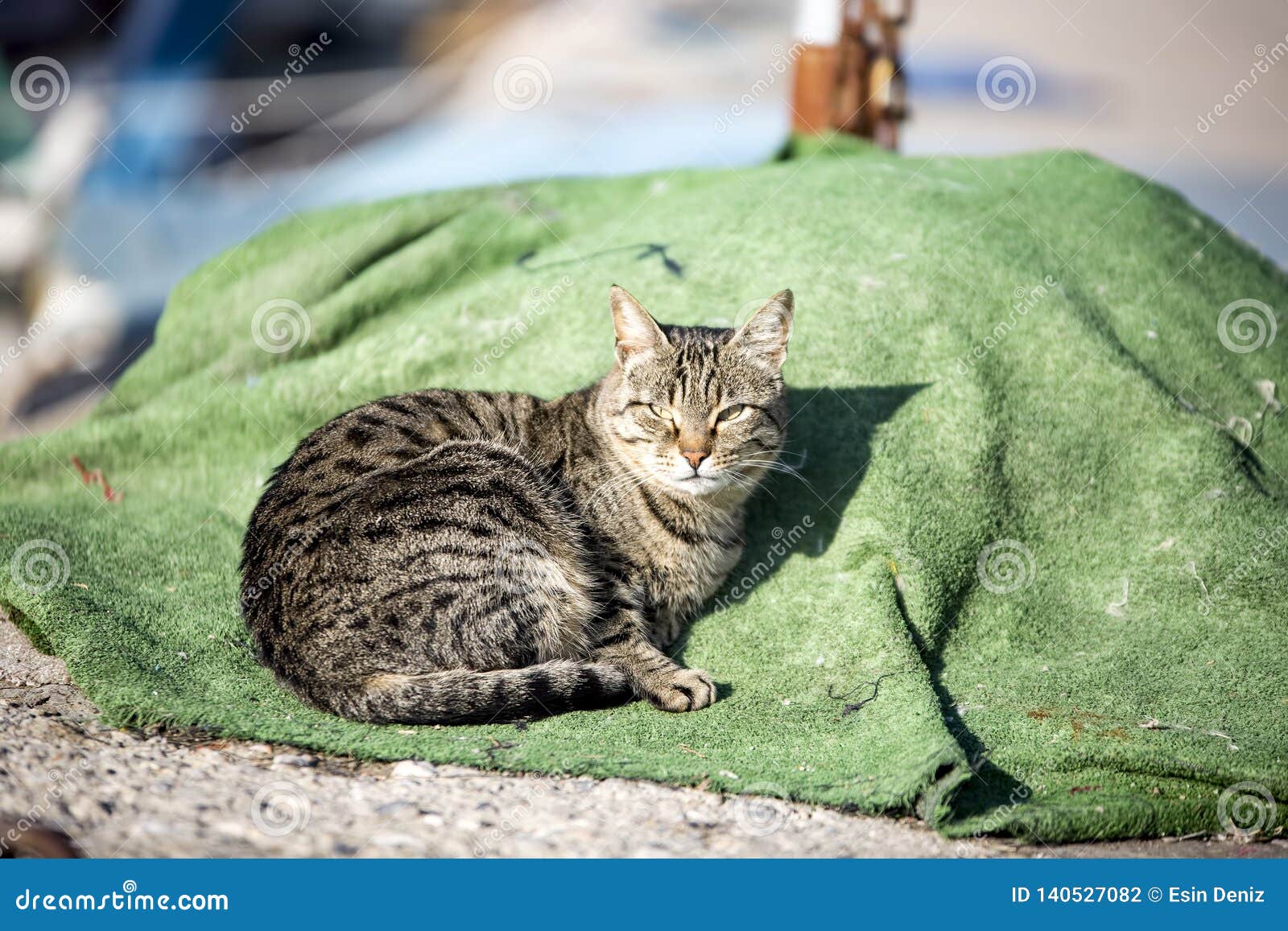 The Stray Cat. Derelict, Forlorn, Alone Cat Outdoor Stock Photo - Image ...