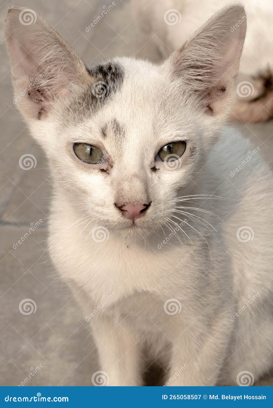 Stray Cat Empty Look stock image. Image of wildcat, winter - 265058507