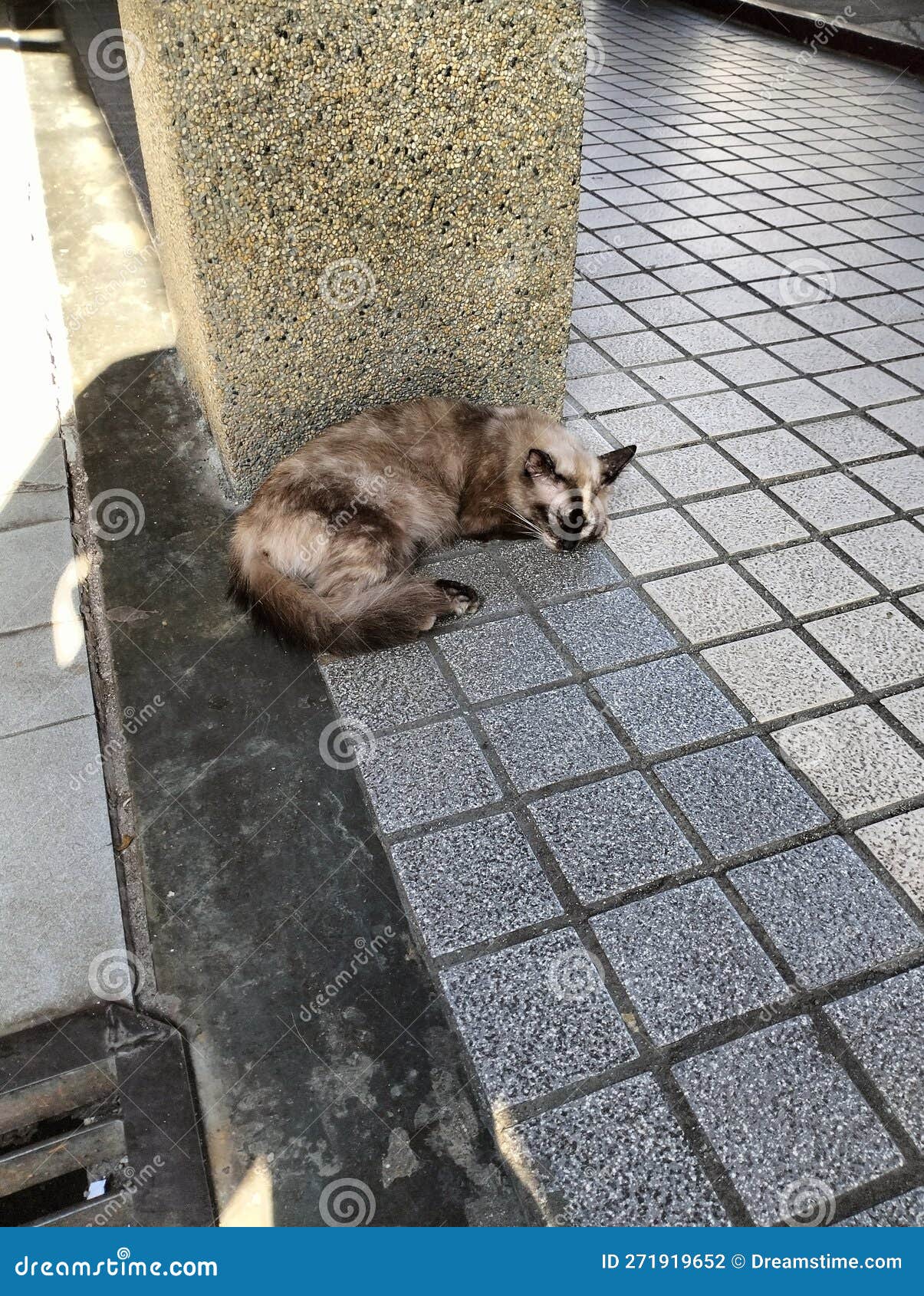 Stray cat fall asleep stock photo. Image of mammal, fall - 271919652