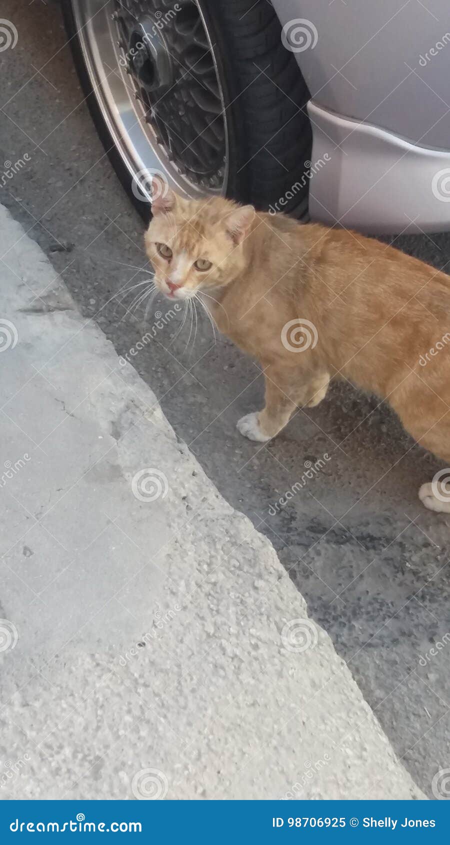 Stray cat stock image. Image of ginger, stray, kalkara - 98706925