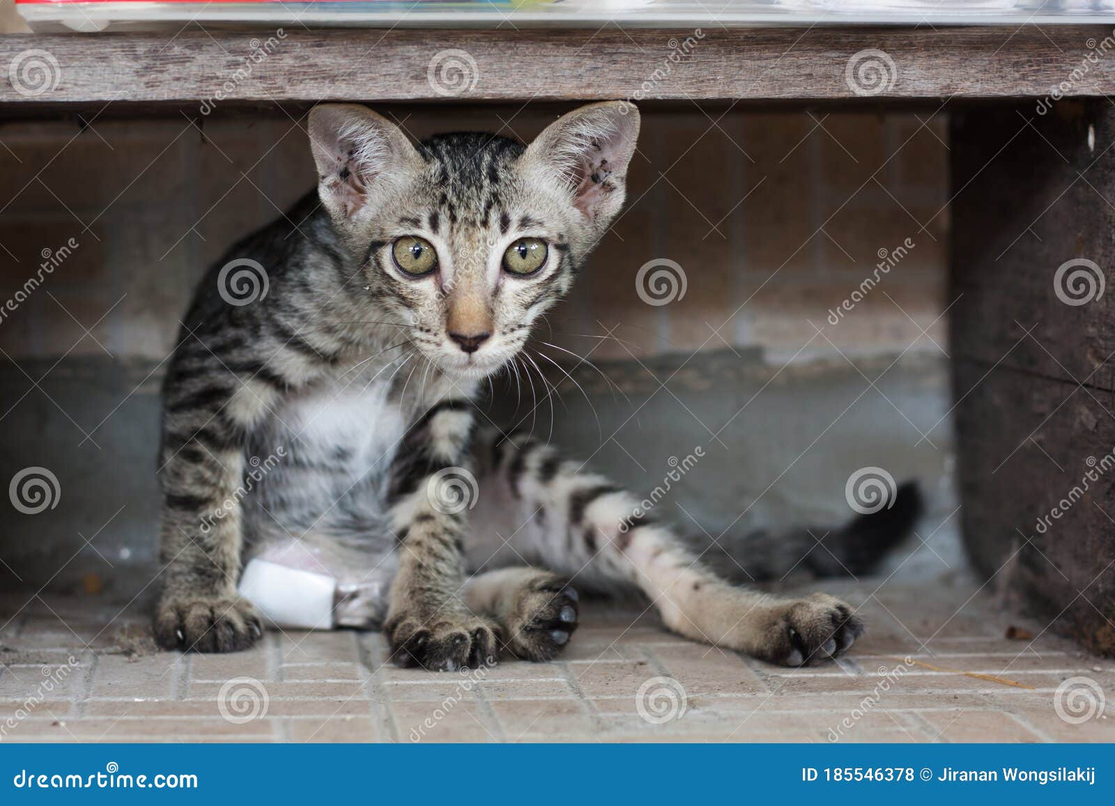 A Stray Cat Has Been Bitten by a Dog. Sitting There in Despair. Stock ...