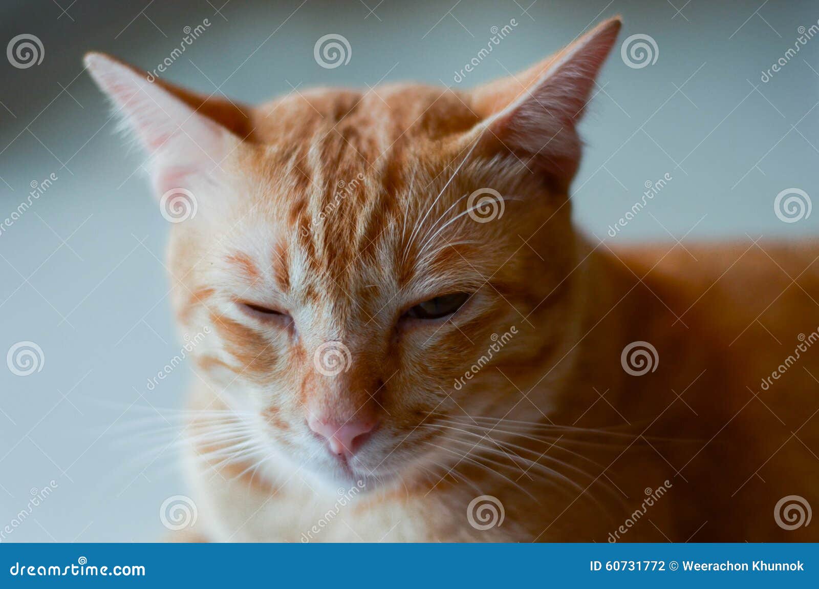 Stray Cat Lying in Wait with Hope Stock Photo - Image of animal, feline ...