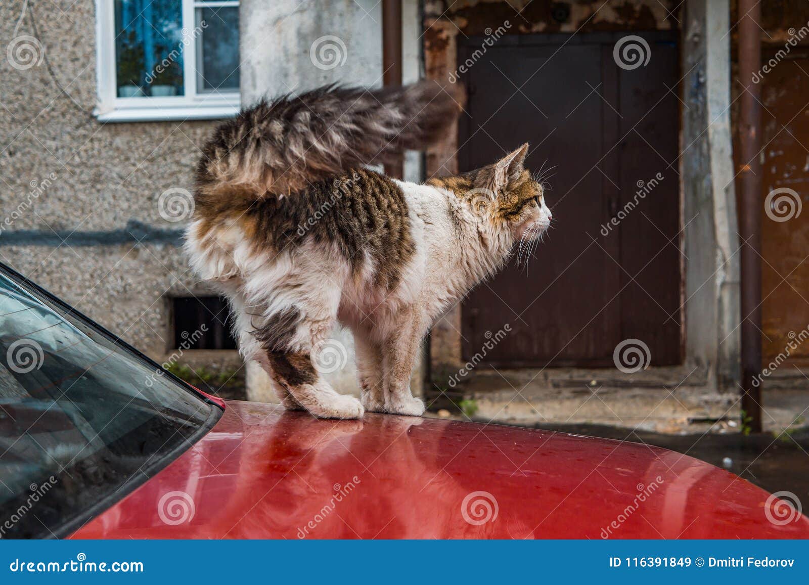 A stray cat outside stock image. Image of stray, cats - 116391849