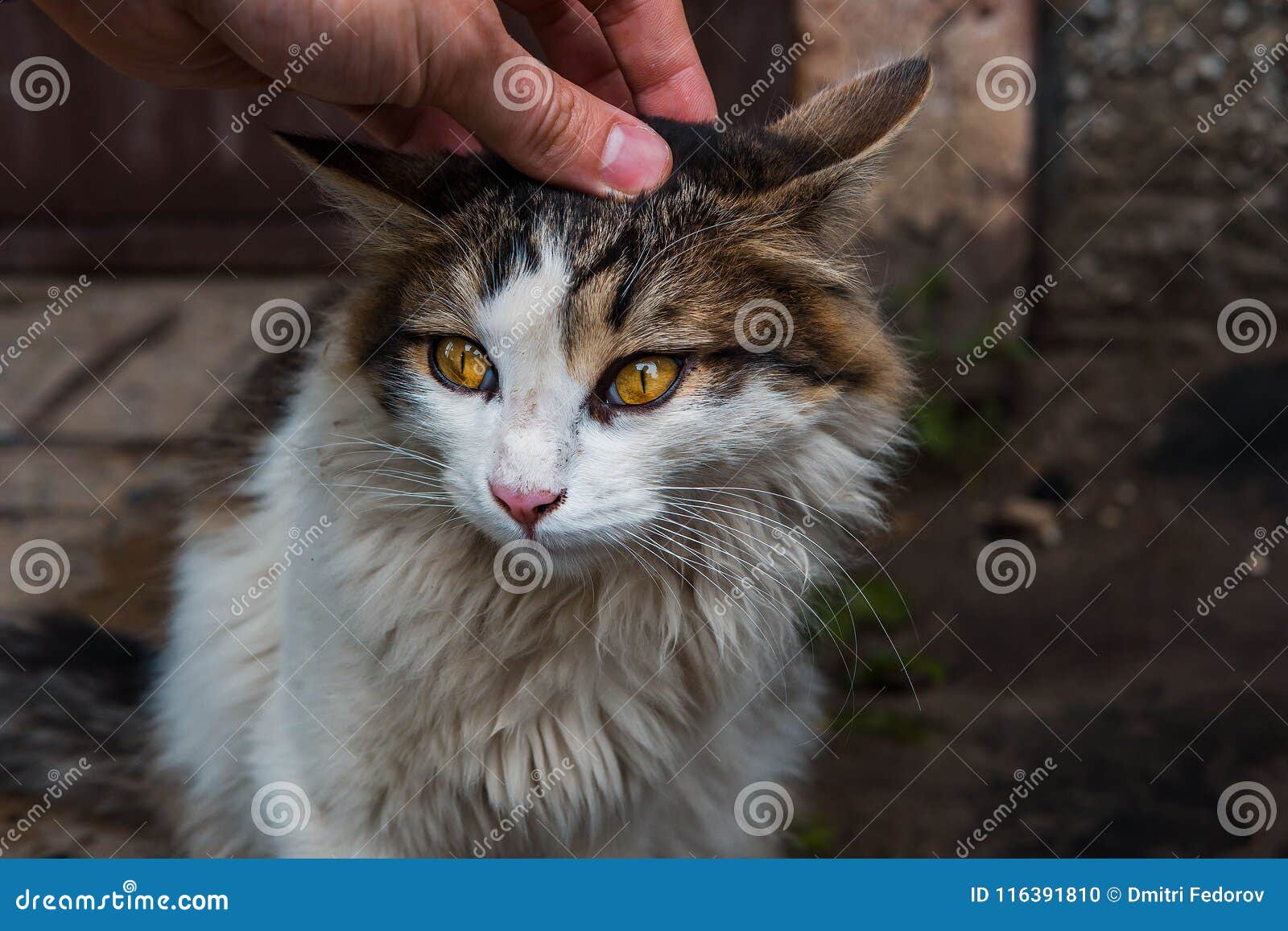 A stray cat outside stock photo. Image of cats, feed - 116391810