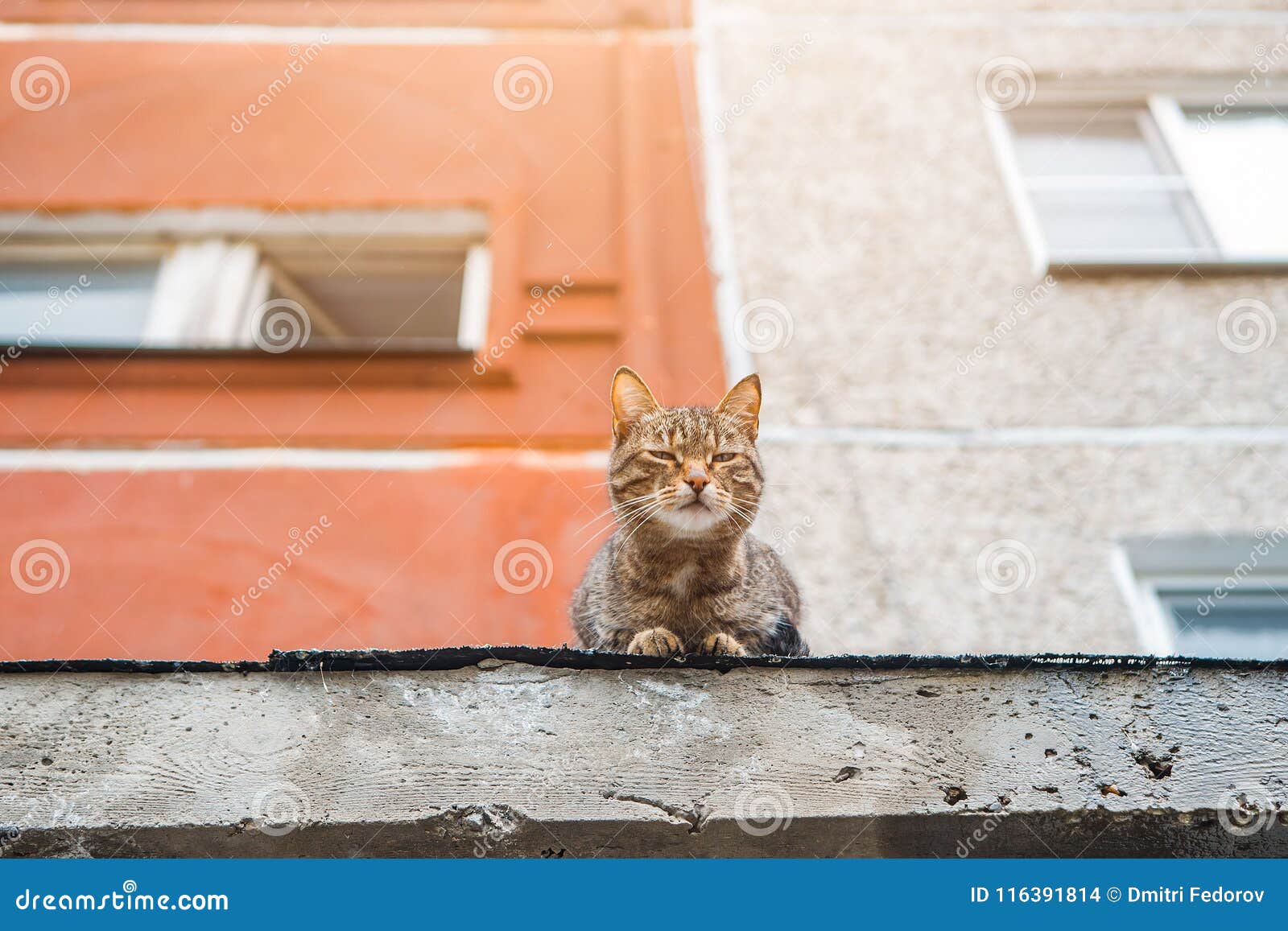 A stray cat outside stock photo. Image of outdoor, domestic - 116391814