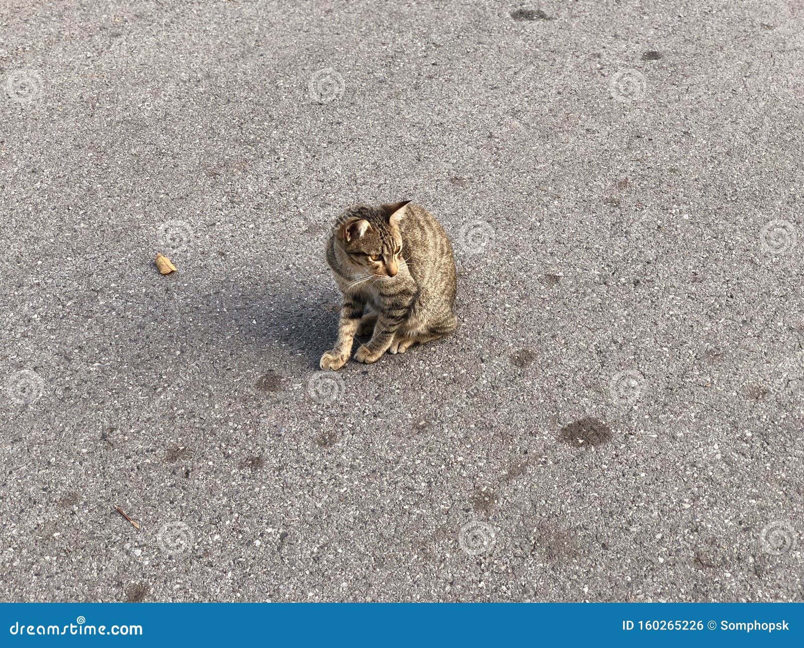 Stray cat in the park stock photo. Image of laydown - 160265226