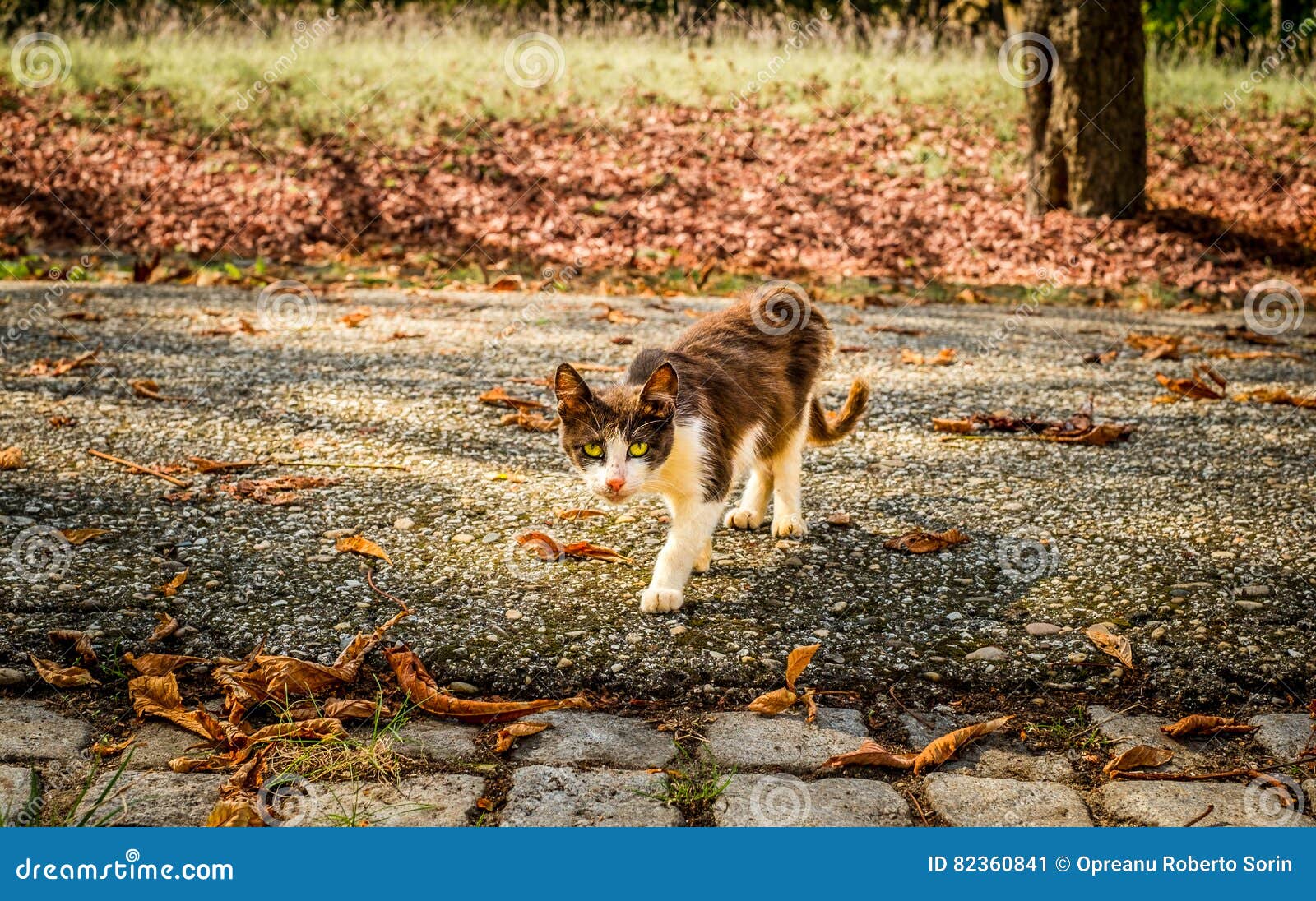 Stray cat in the park stock image. Image of portrait - 82360841