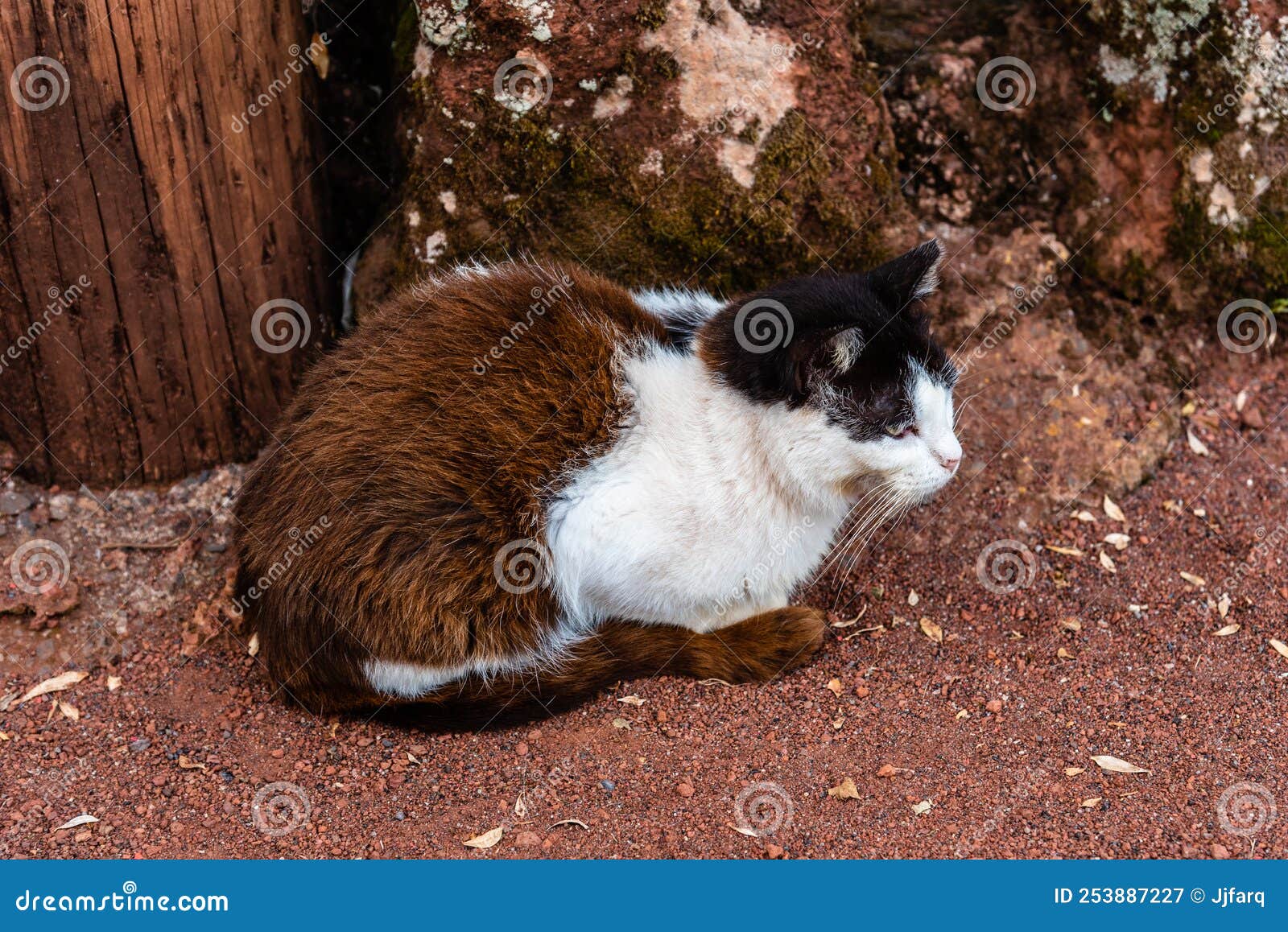 Stray Cat in the Park. White and Brown Cat Stock Image - Image of kitty ...