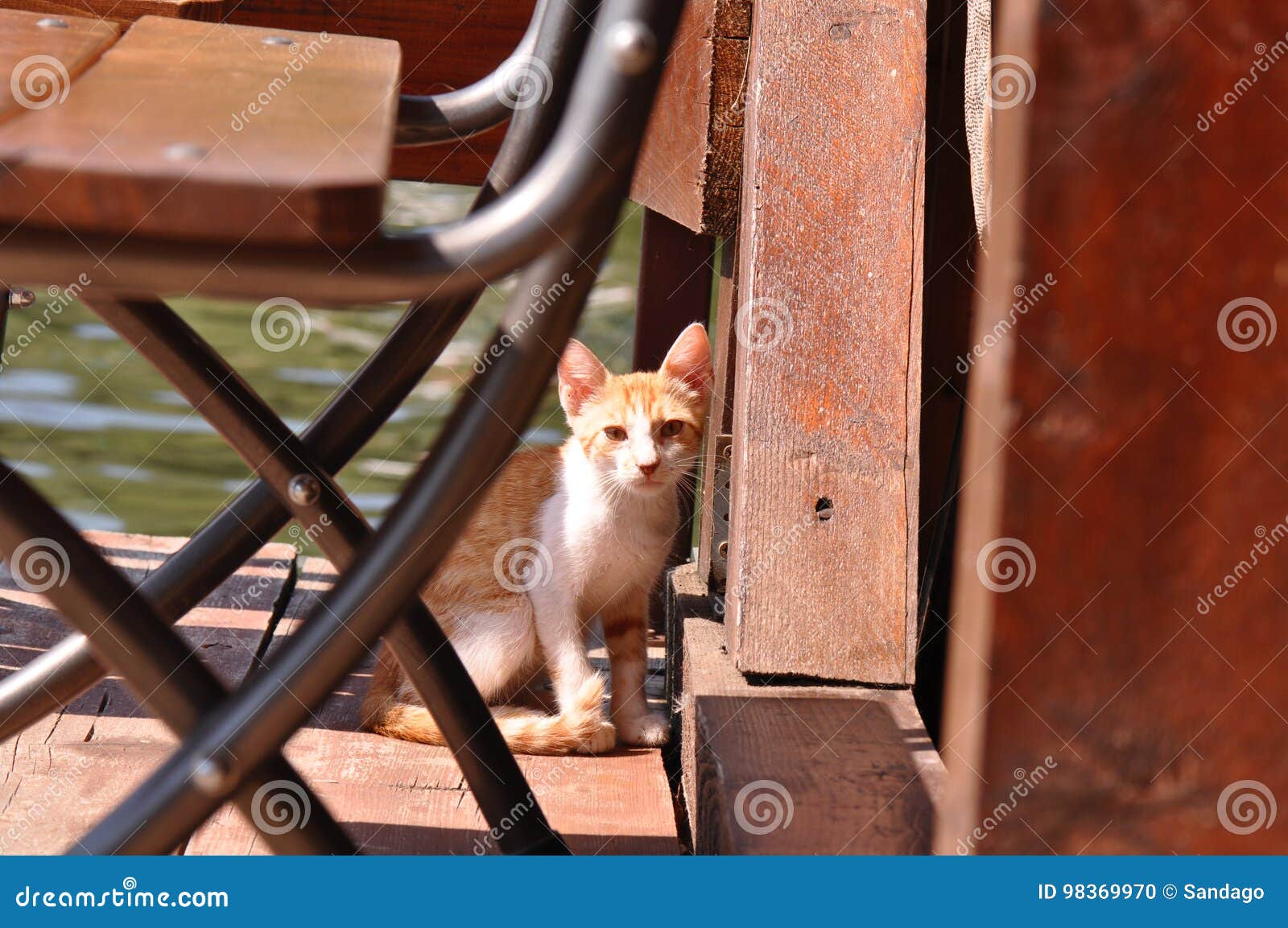 Stray cat stock photo. Image of looking, furry, animal - 98369970