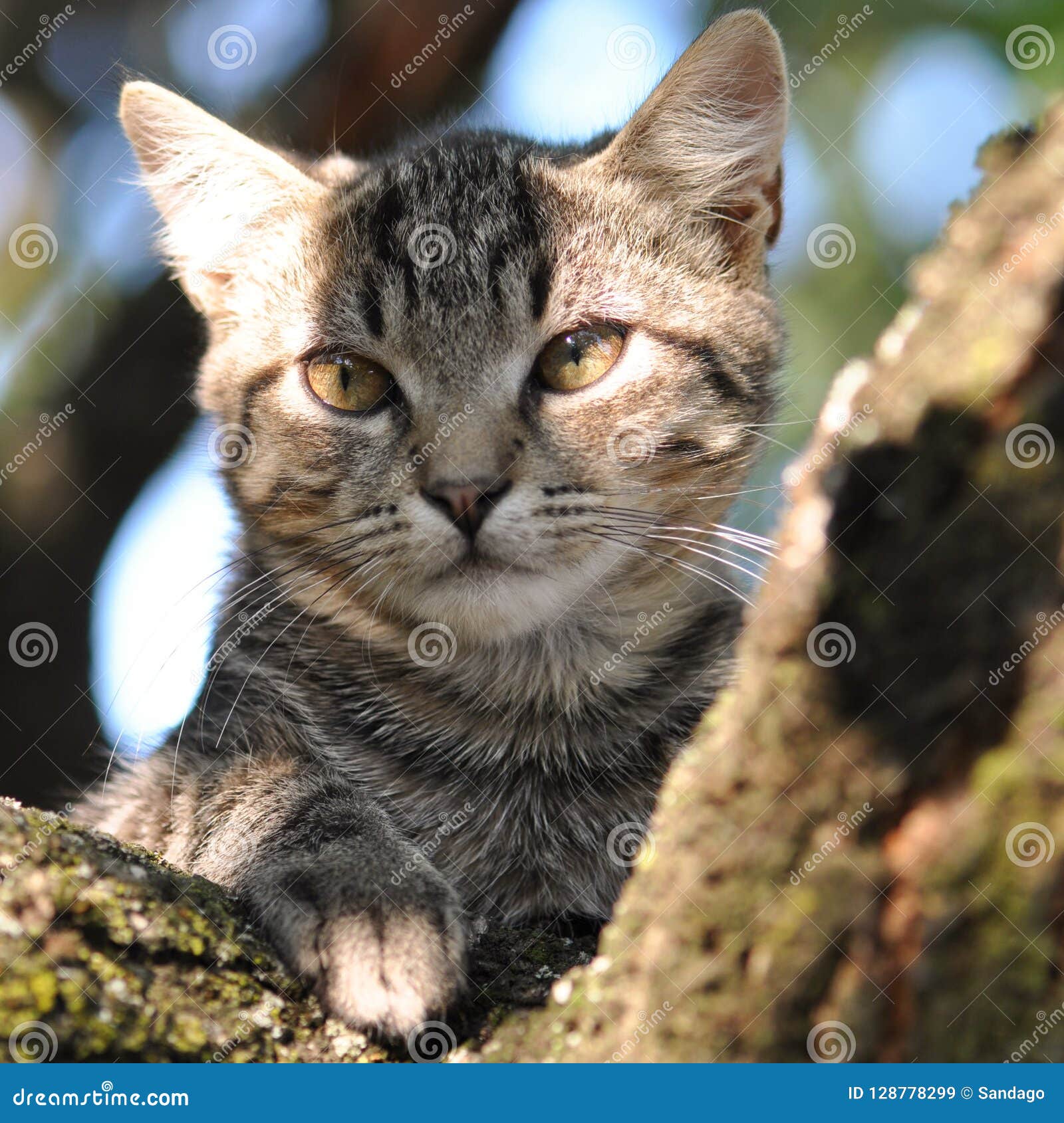Cat relaxing stock image. Image of blind, female, feral - 128778299