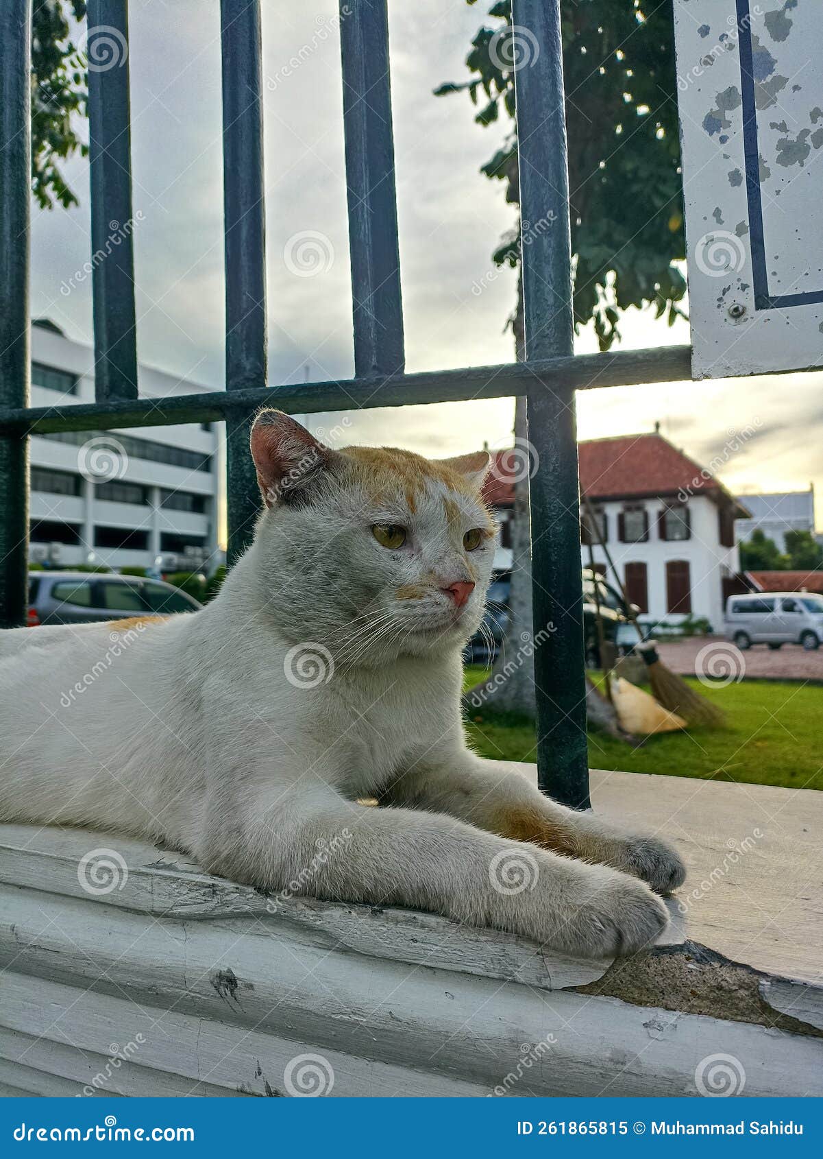 Stray Cat Laying Down in Front of Museum Arsip Nasional, Jakarta Stock ...