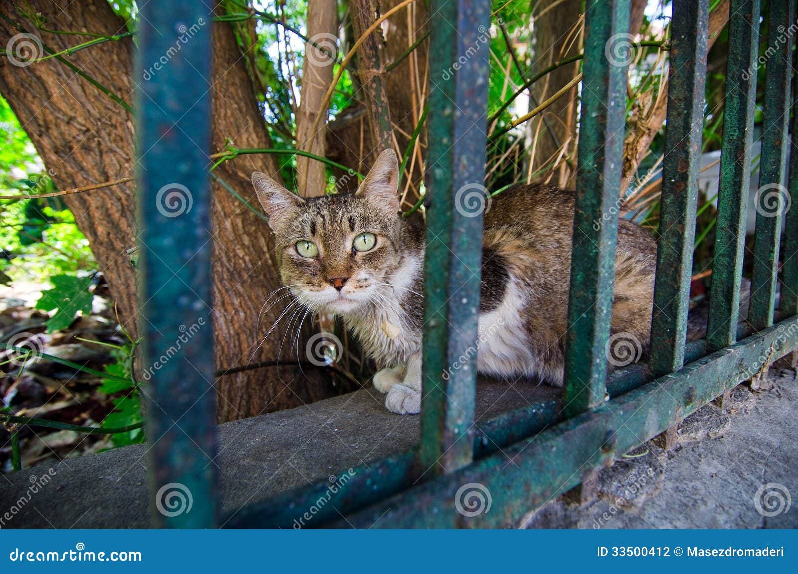 Stray cat stock photo. Image of animal, park, grey, scared - 33500412